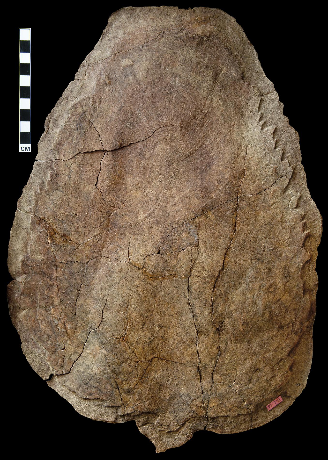 Vladimirolepis proia | Fossiilid.info