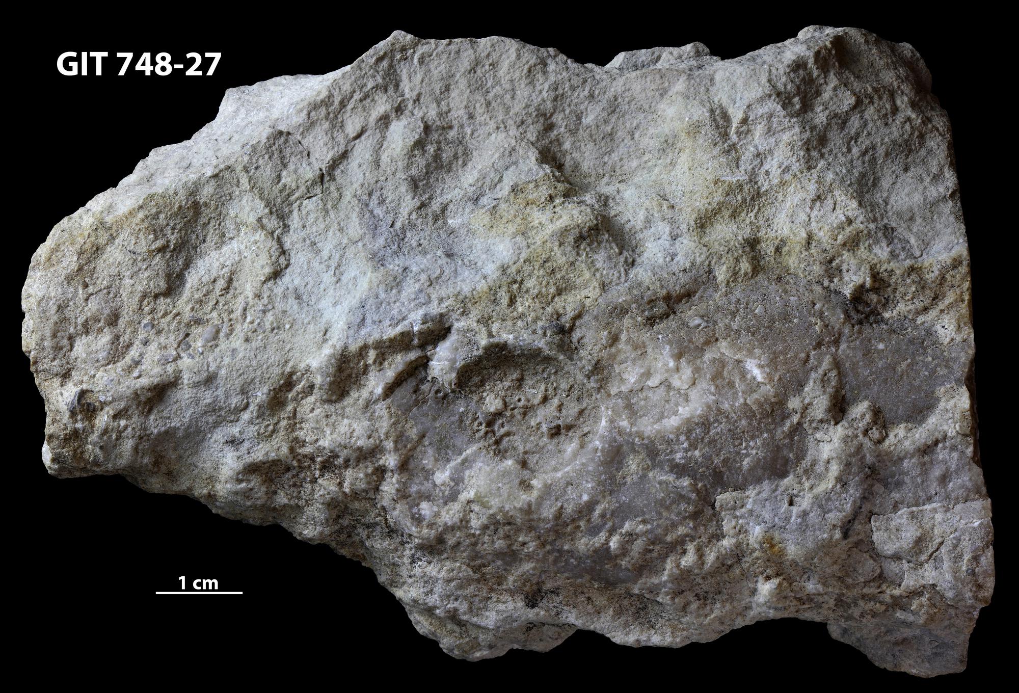 Stromatoporoidea | Fossiilid.info