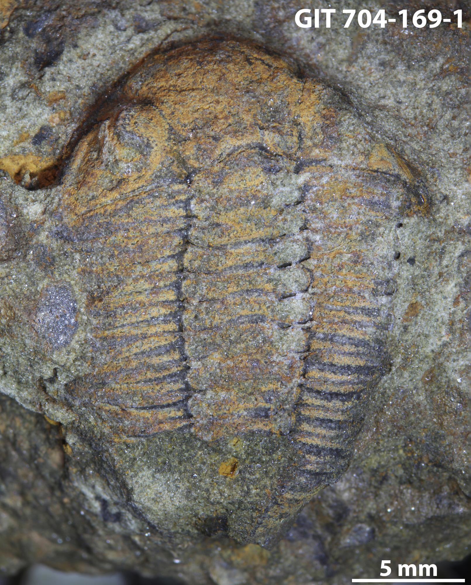 Phacopina | Fossiilid.info