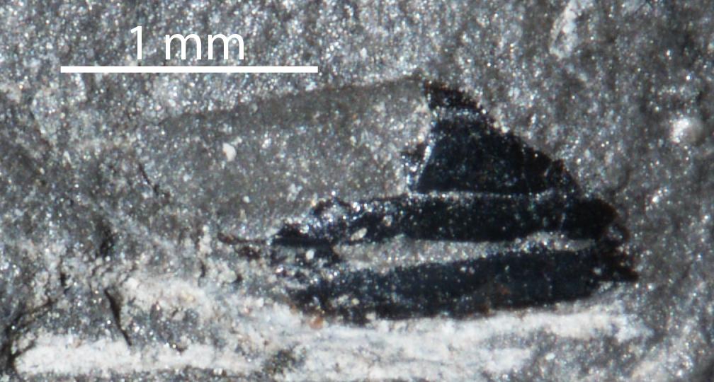 Cheirolepidiformes | Fossiilid.info