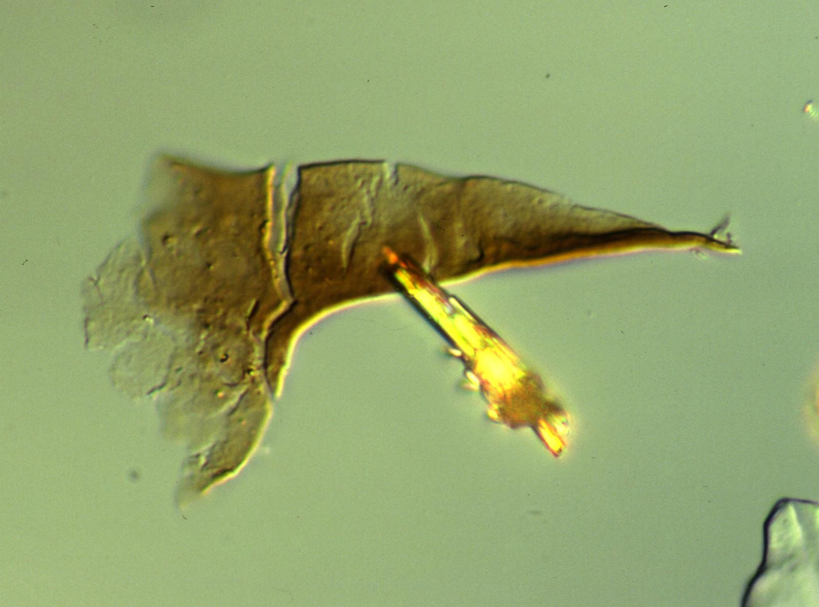 Ceratophyton | Fossiilid.info