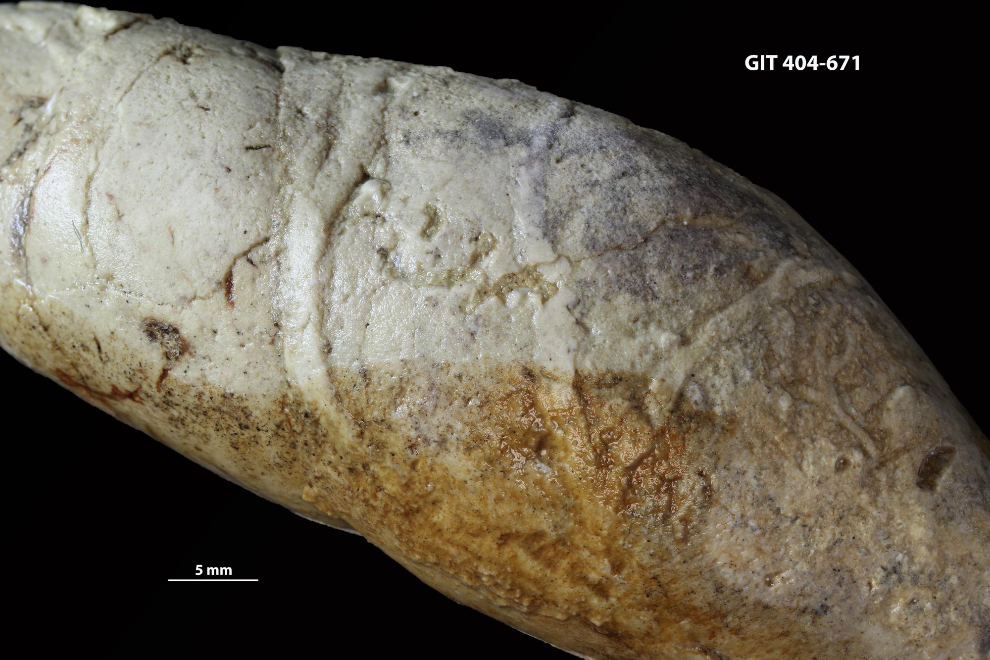 Subulites subula | fossiilid.info