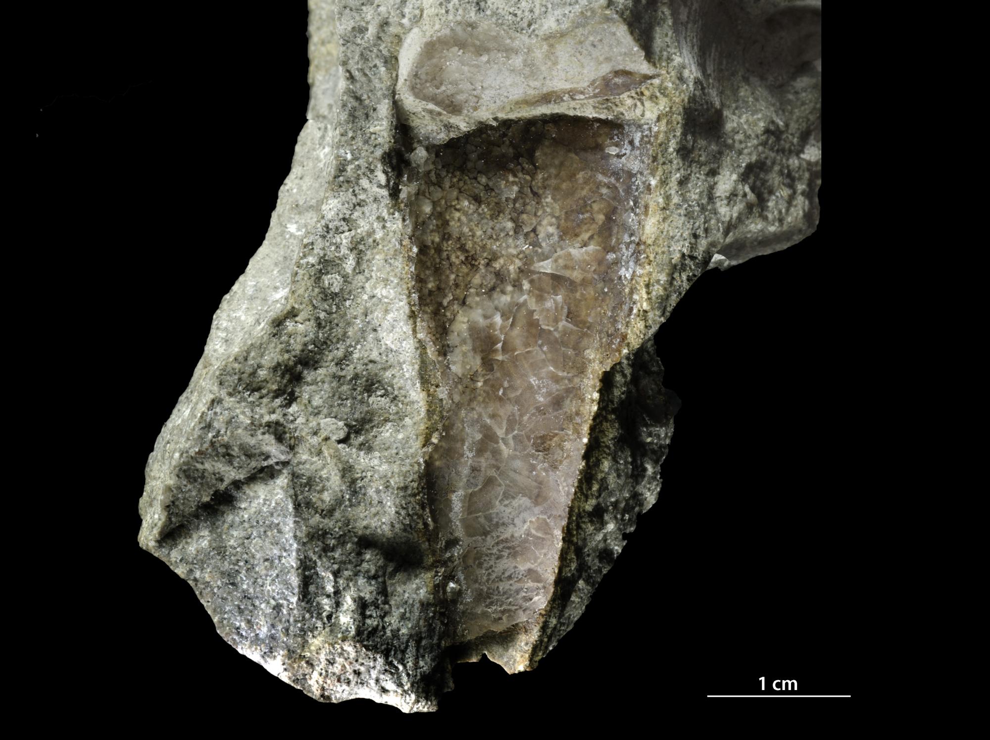 Hyolithes latus | Fossiilid.info