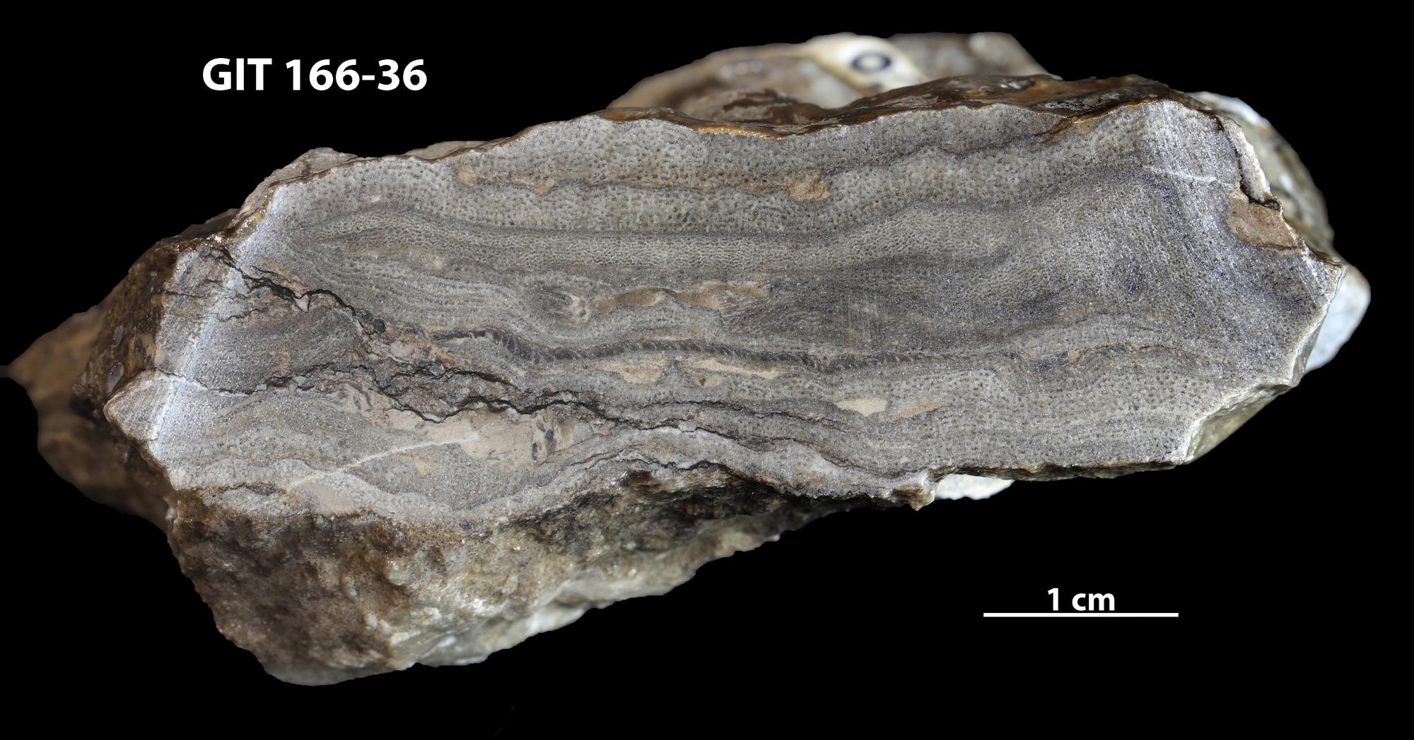 Stromatoporoidea | Fossiilid.info