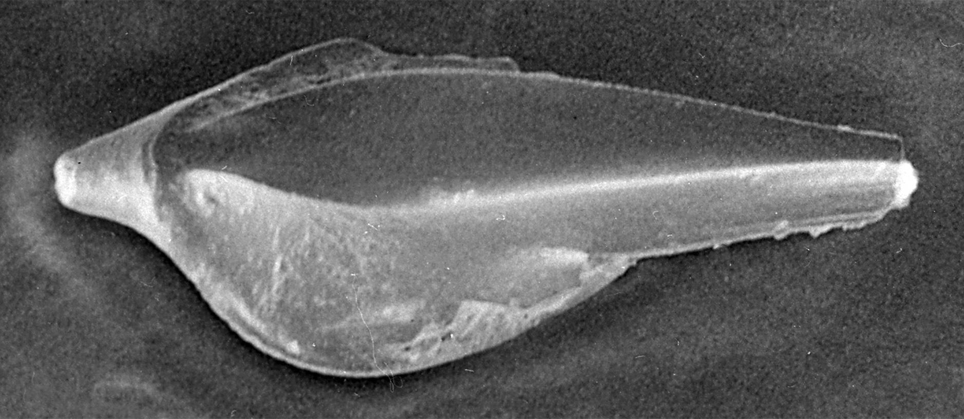 Loganellia cuneata | fossiilid.info