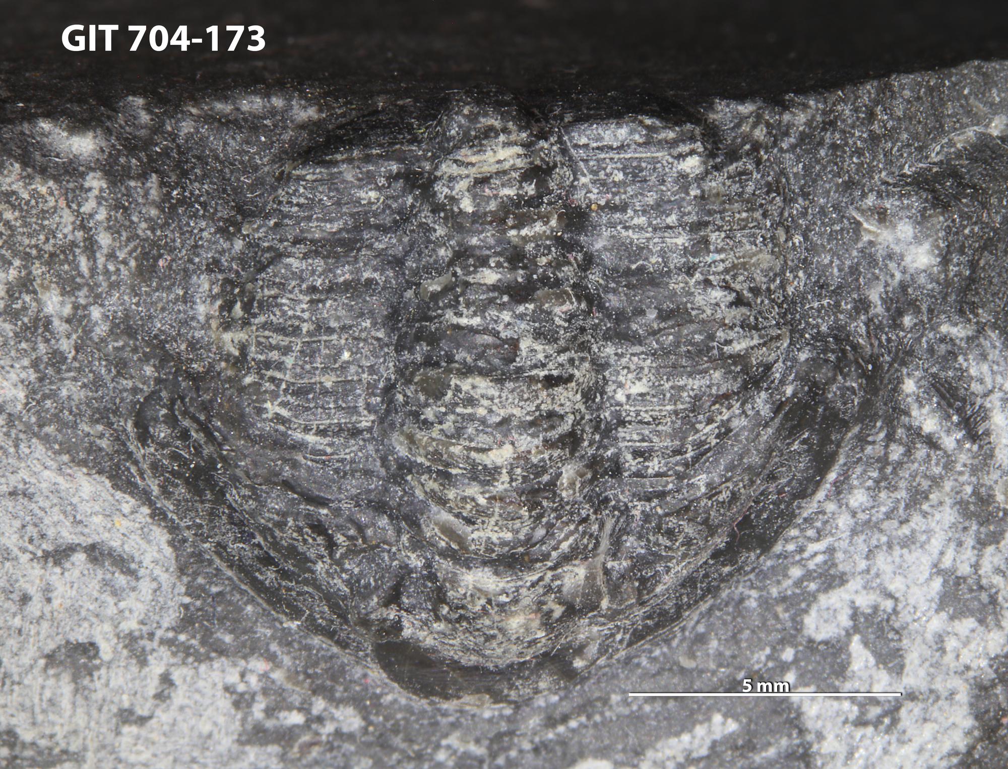 Tropidocoryphidae | Fossiilid.info