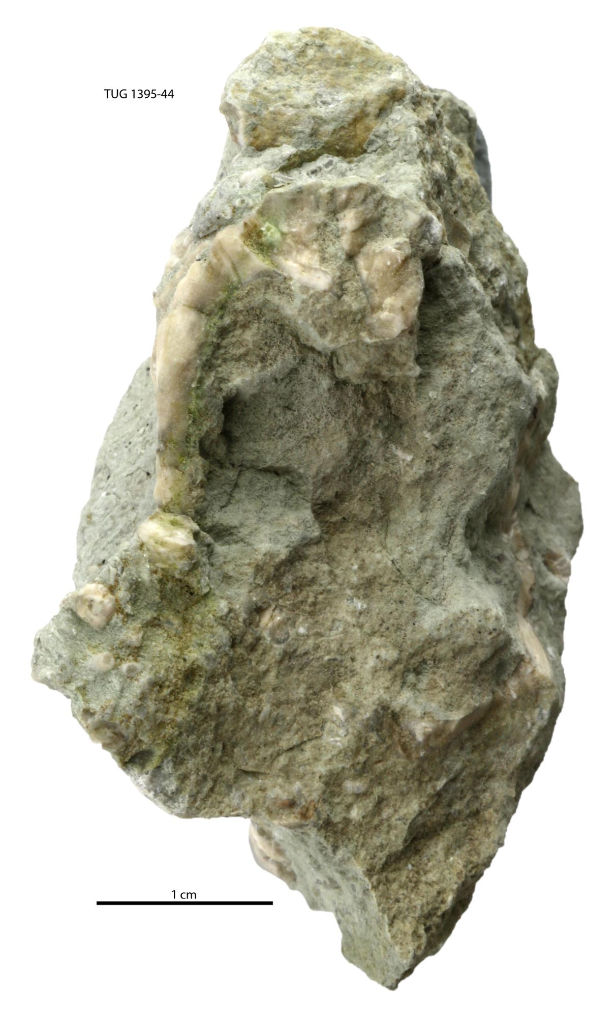 Enallocrinus | Fossiilid.info