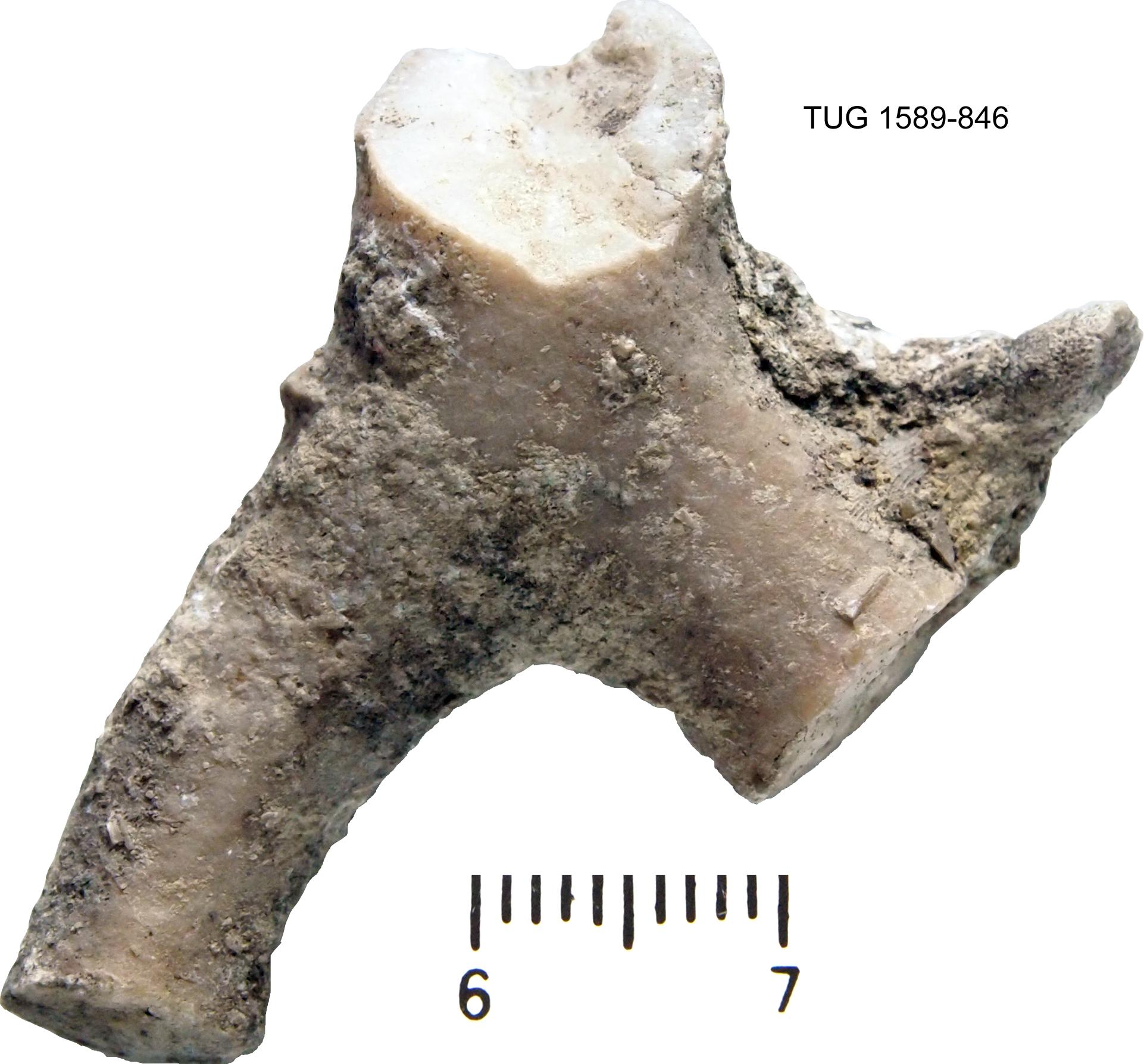Palaeoporitidae | Fossiilid.info