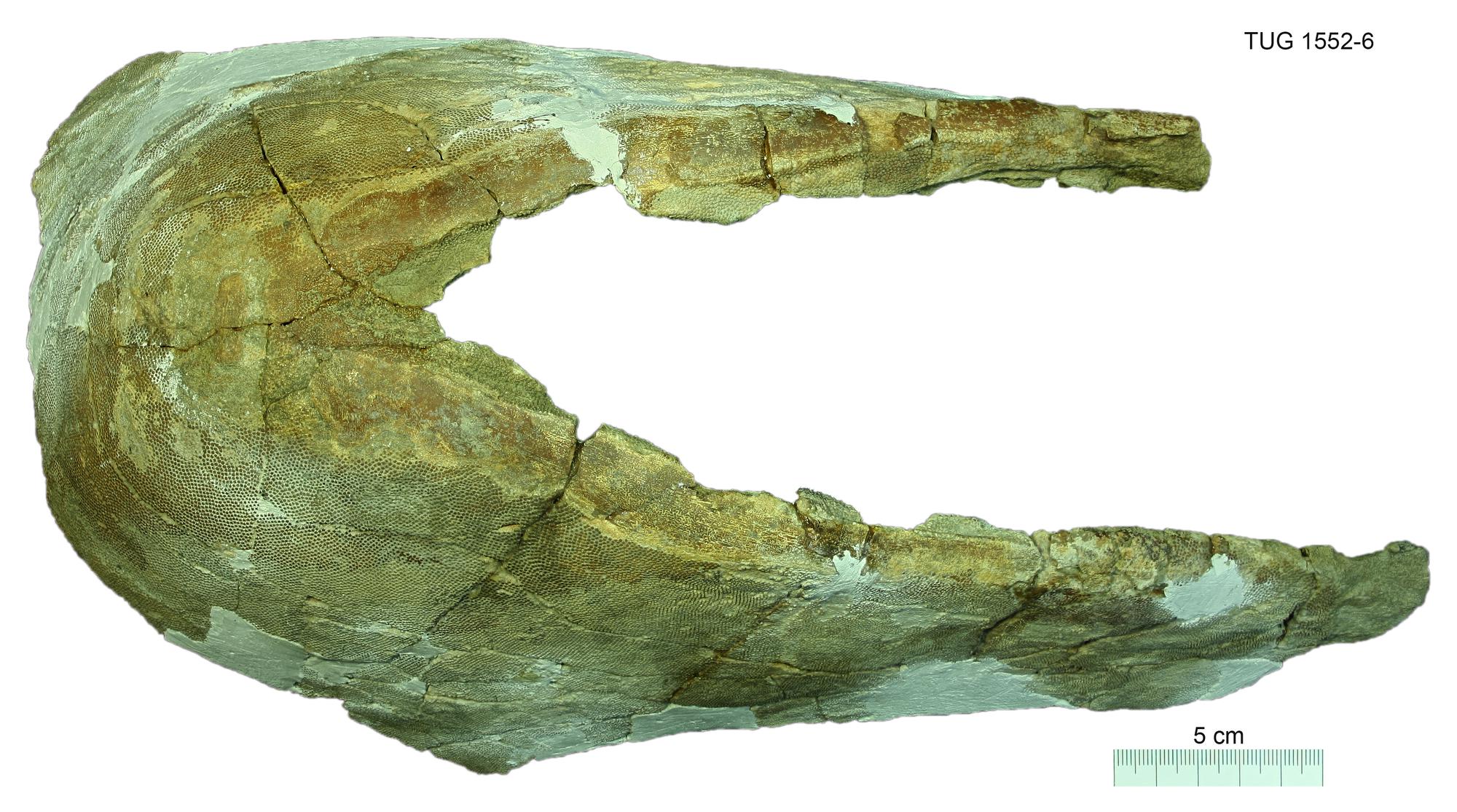 Pycnosteus palaeformis | Fossiilid.info