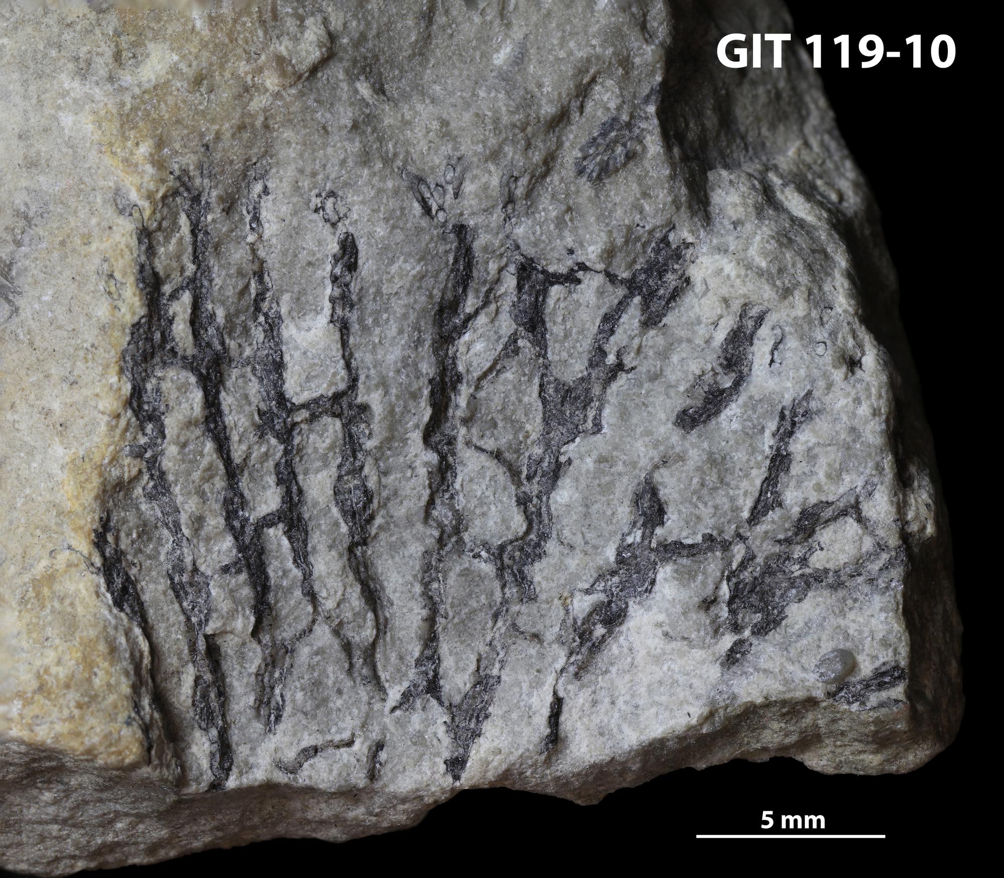 Dictyonema robustireticulatum | Fossiilid.info