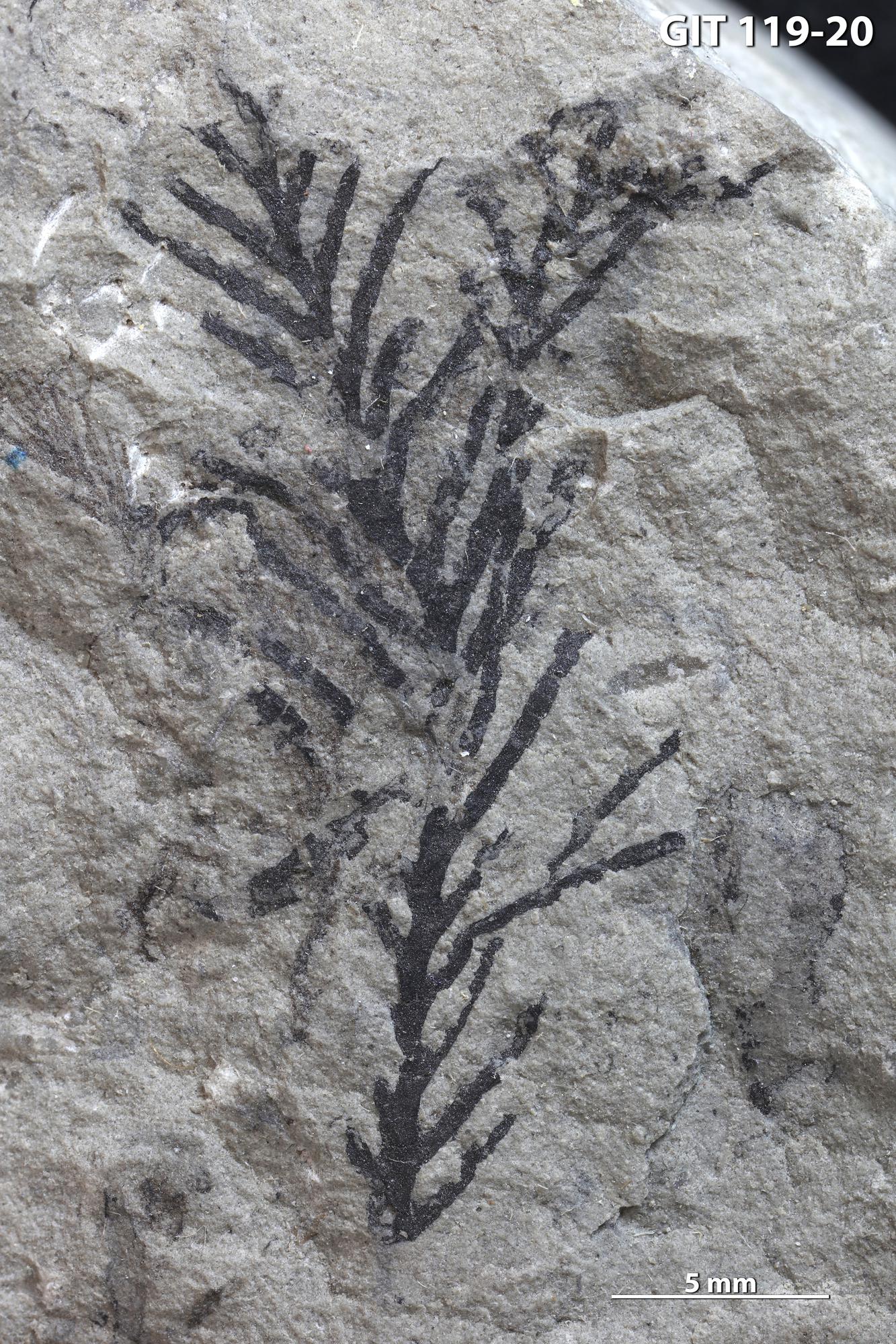 Ptilograptus pennatus | Fossiilid.info