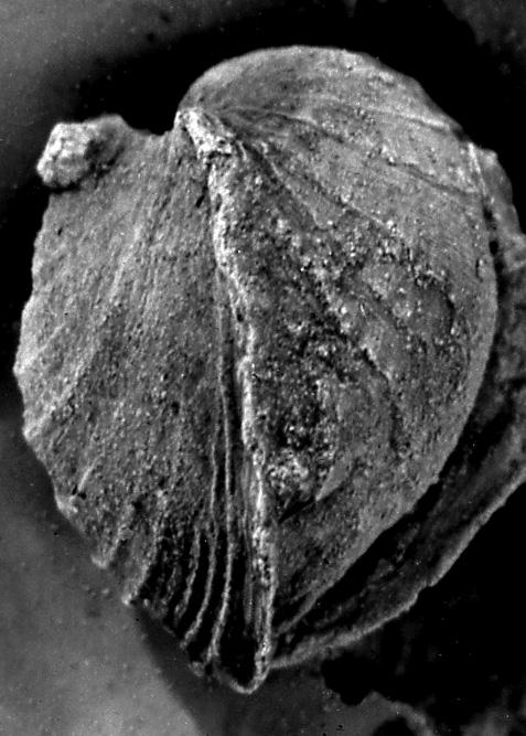 Streptis grayii | Fossiilid.info