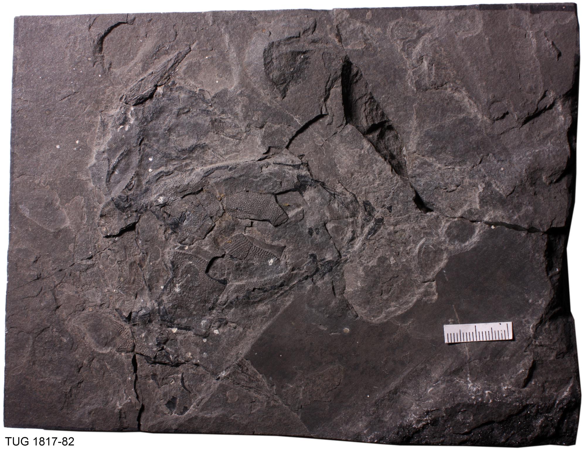 Pterichthyodes milleri | Fossiilid.info