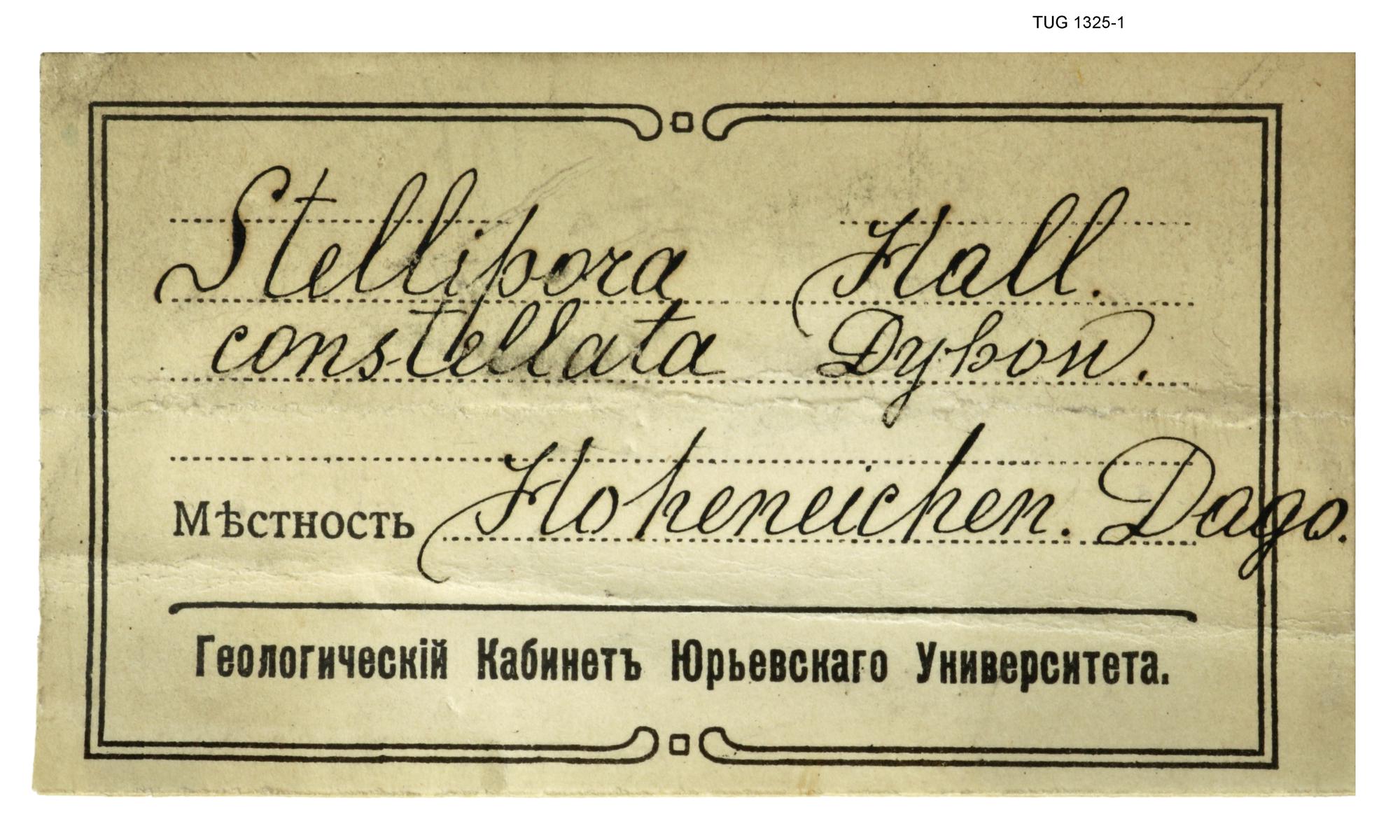 Constellaria constellata | Fossiilid.info