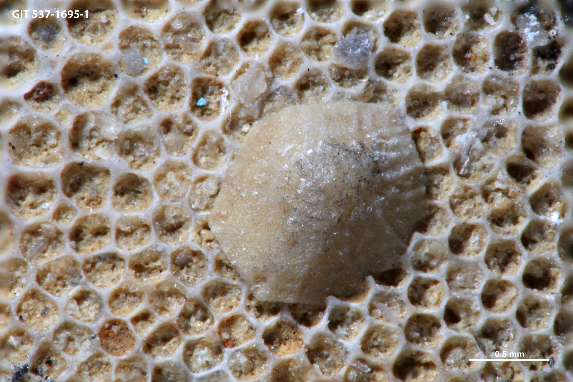 Craniiformea | Fossiilid.info