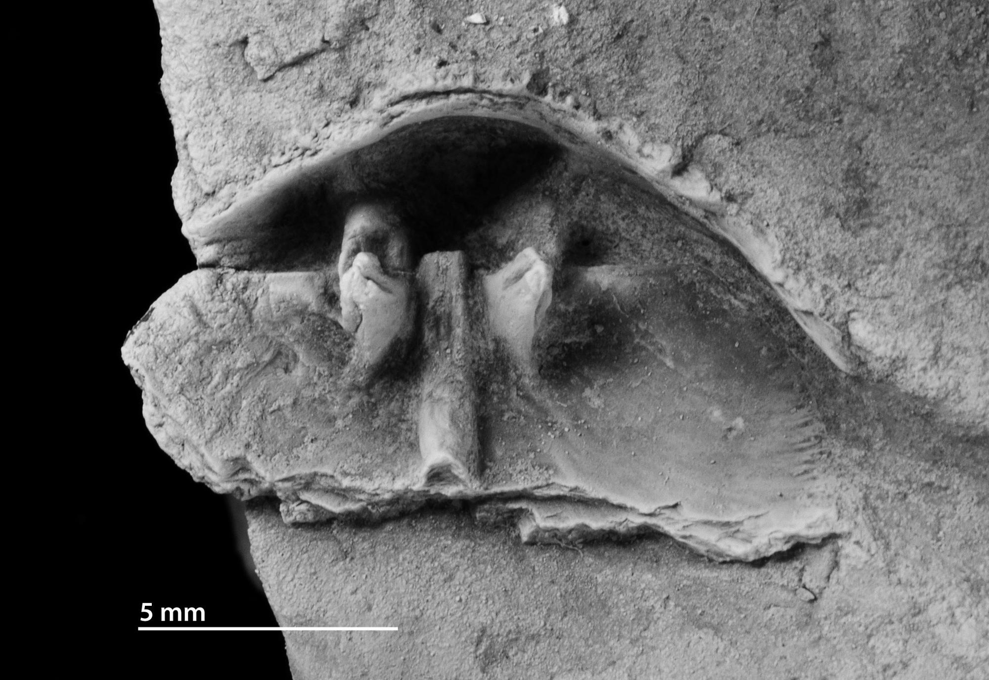 Dalmanella testudinaria | Fossiilid.info