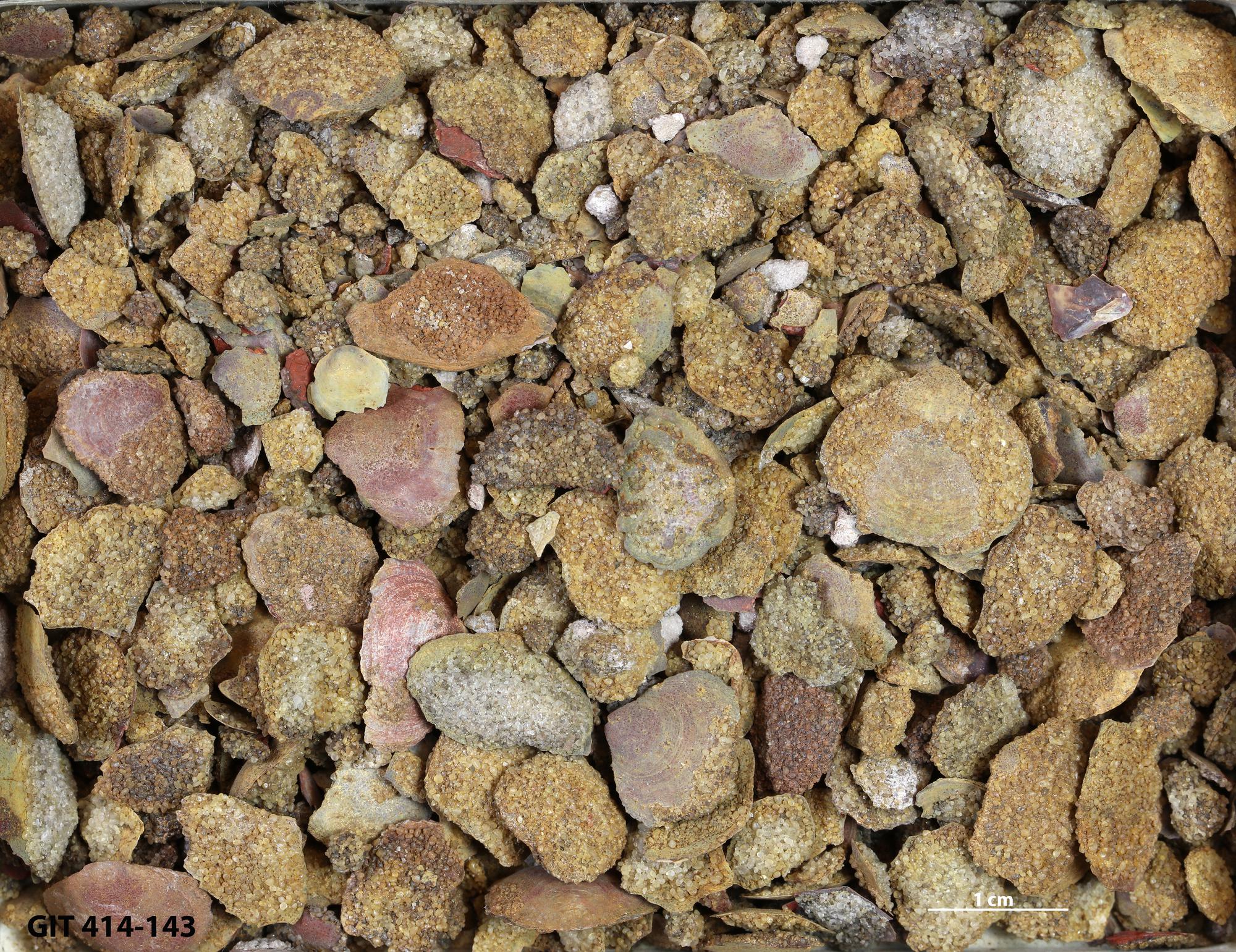 Obolus | Fossiilid.info