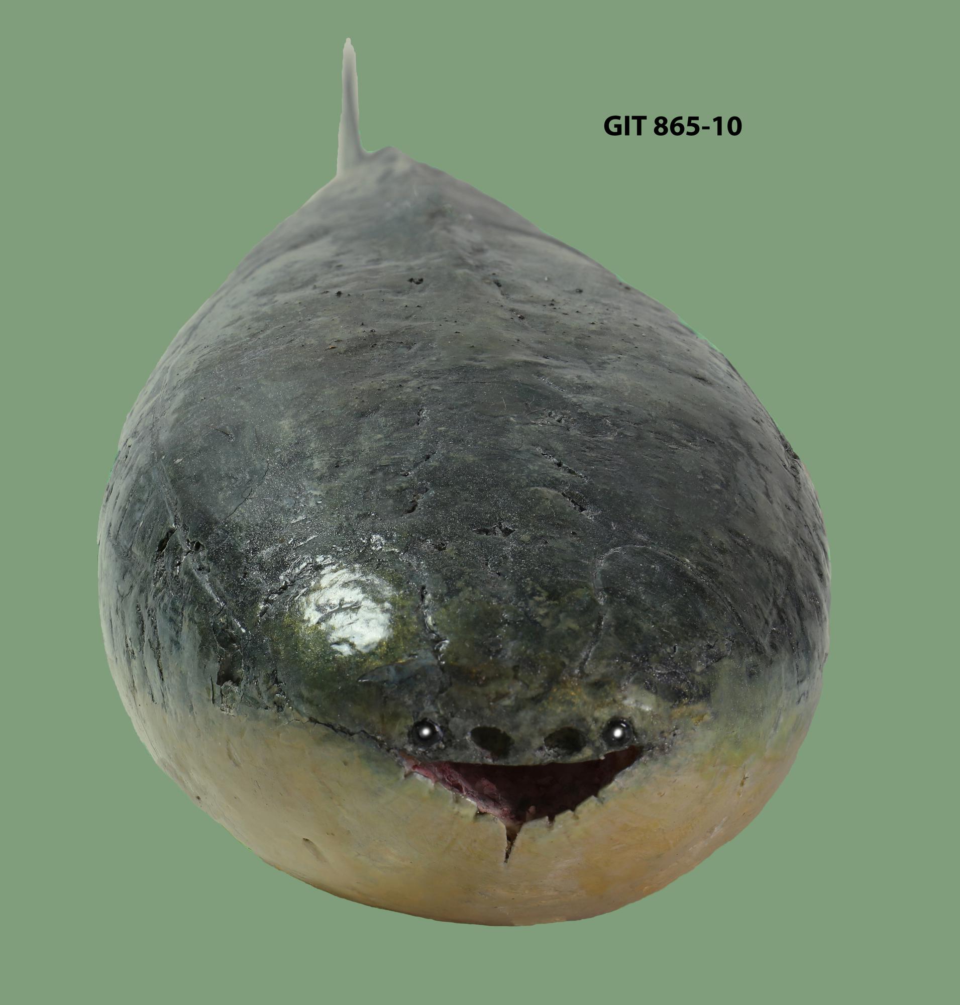 Sacabambaspis janvieri | fossiilid.info