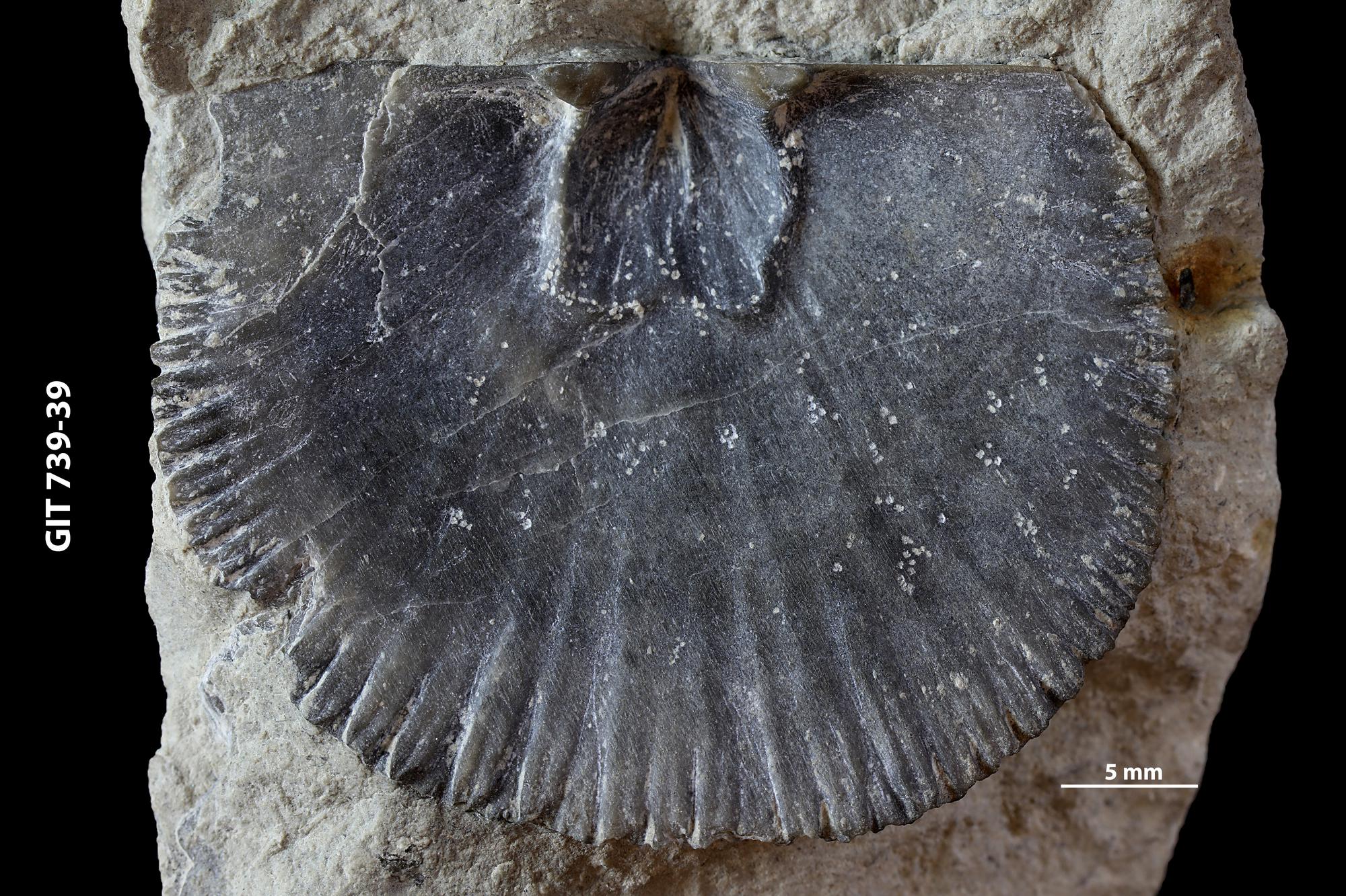 Plaesiomys solaris | Fossiilid.info