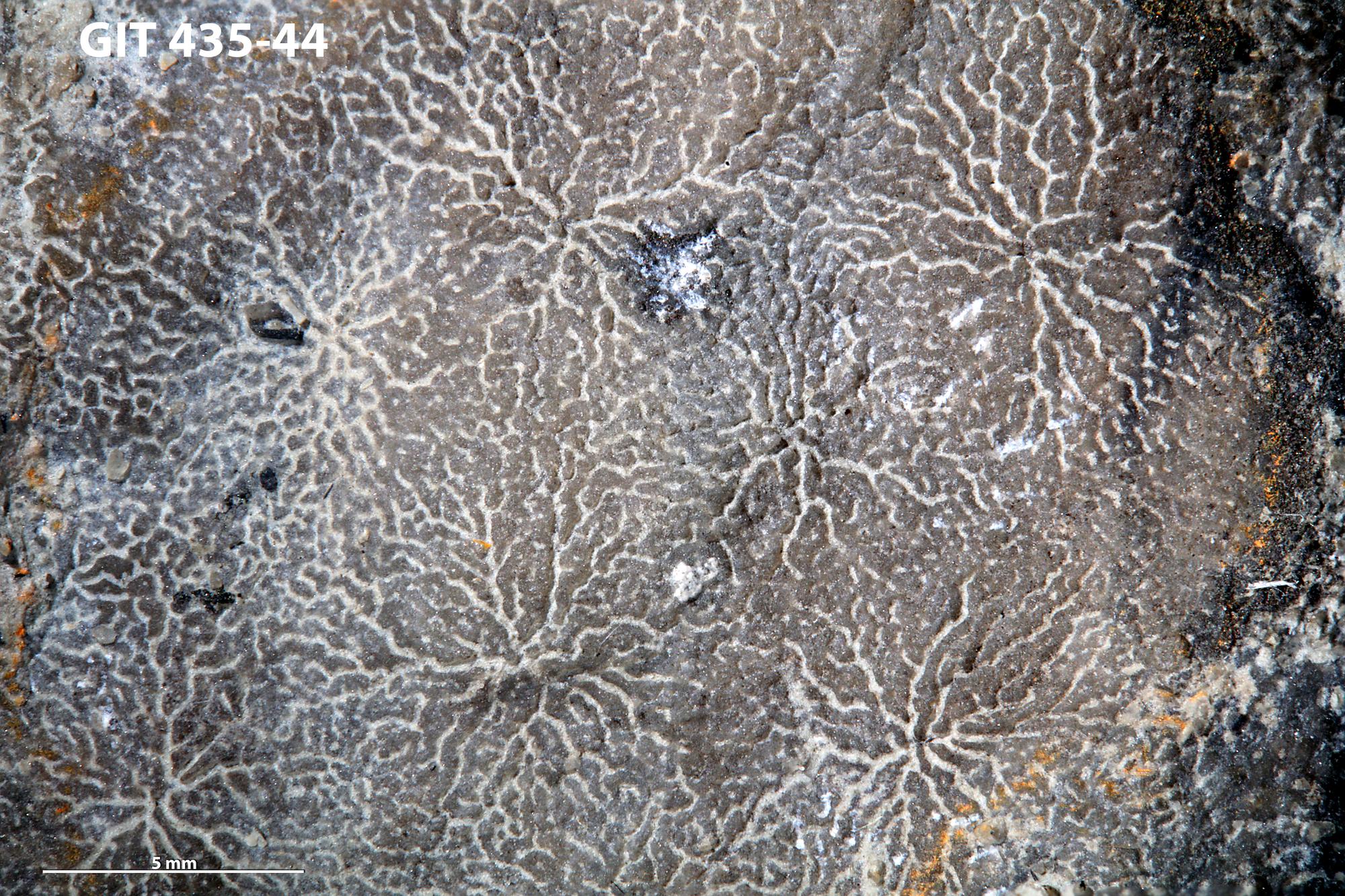 Eostromatopora | Fossiilid.info