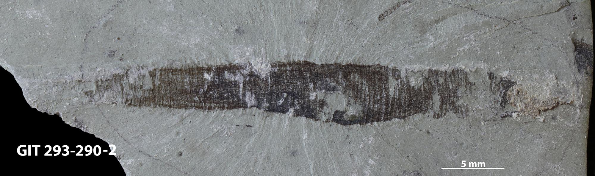 Hyolithellidae | Fossiilid.info