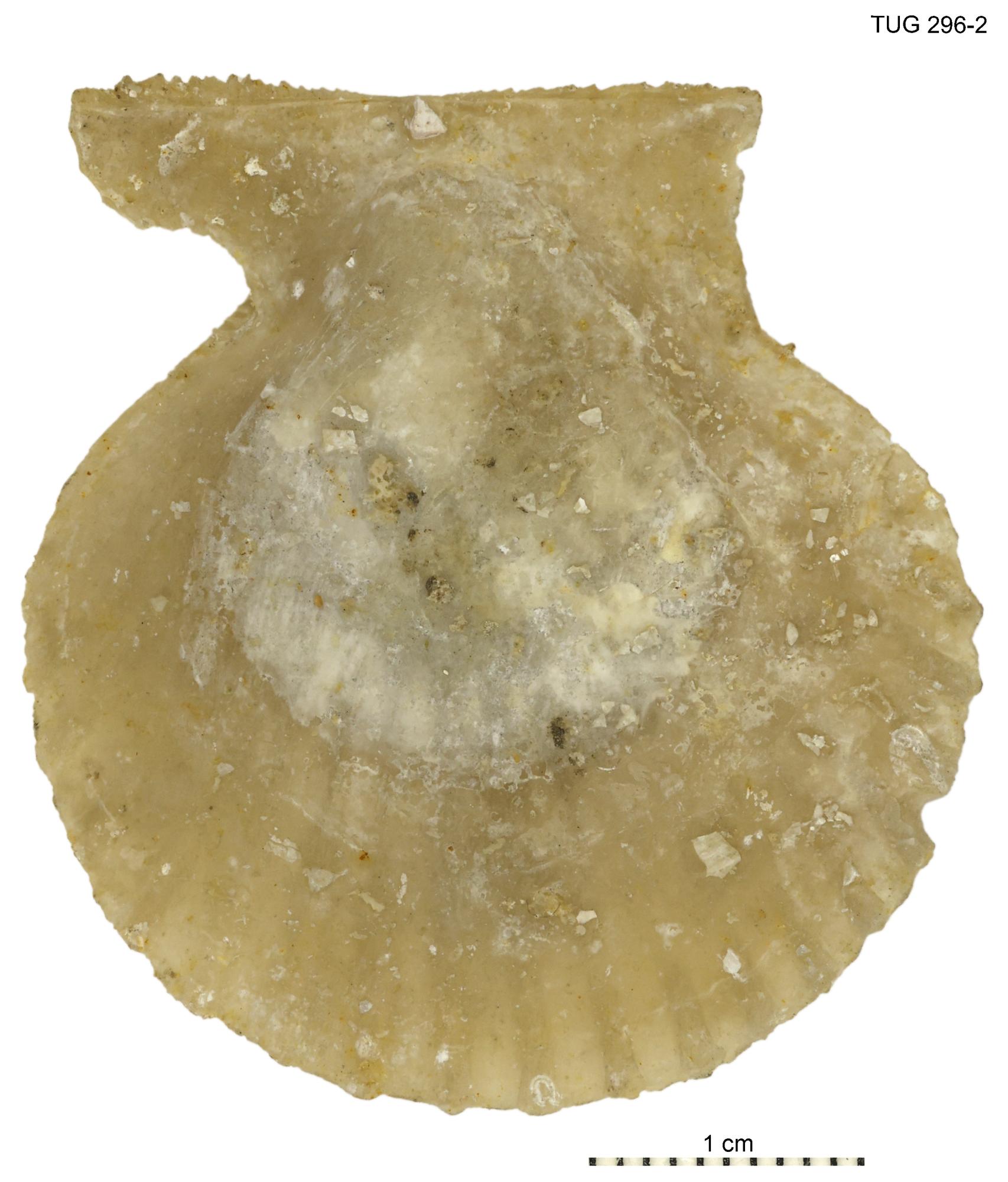 Pectinida | Fossiilid.info