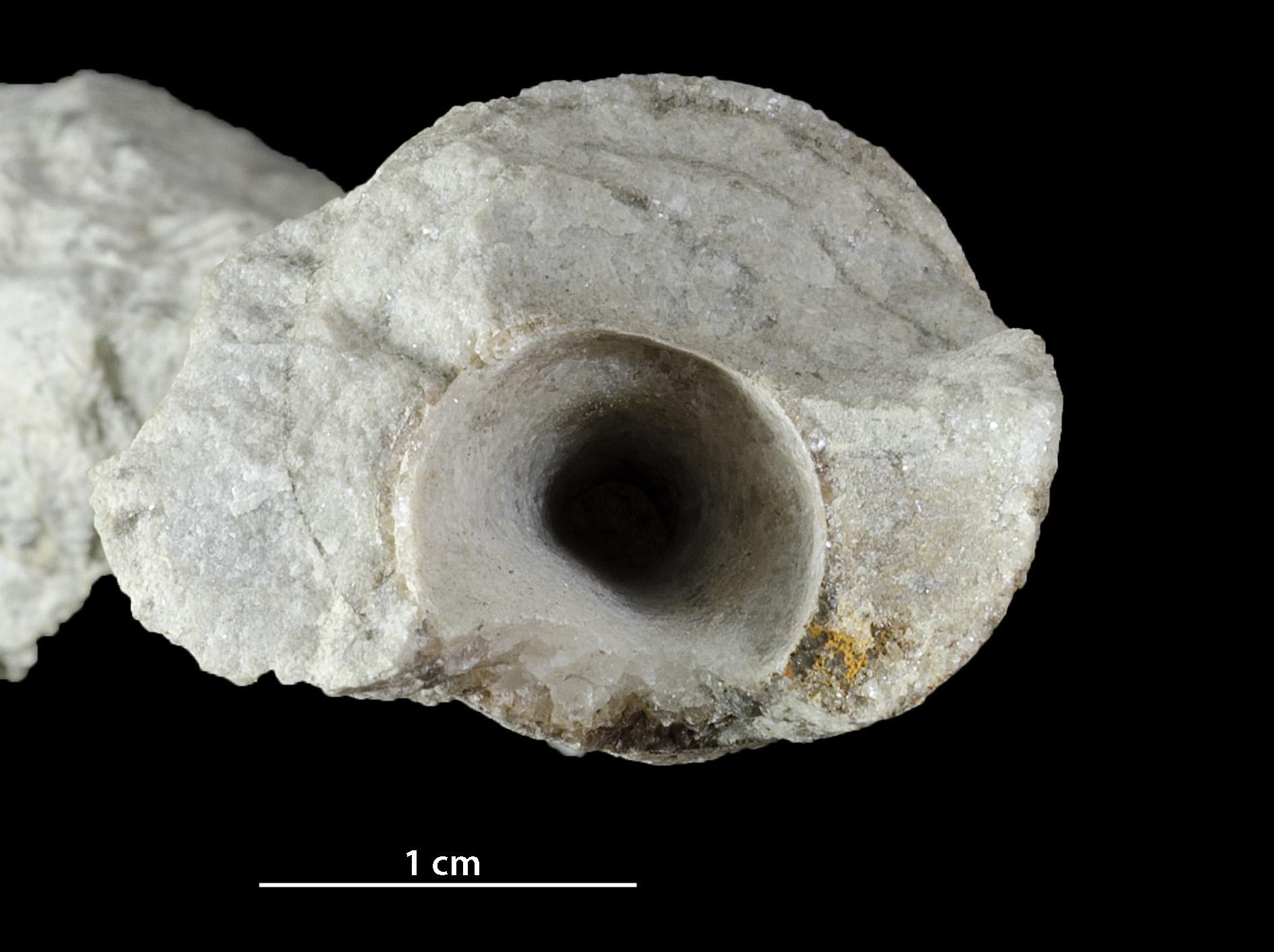 Paleocyclendoceras | Fossiilid.info