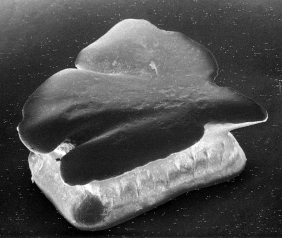 Thelodus sculptilis | Fossiilid.info