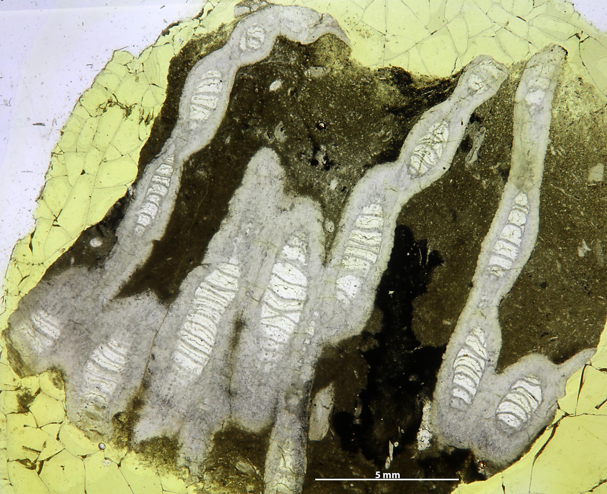 Halysites senior | Fossiilid.info