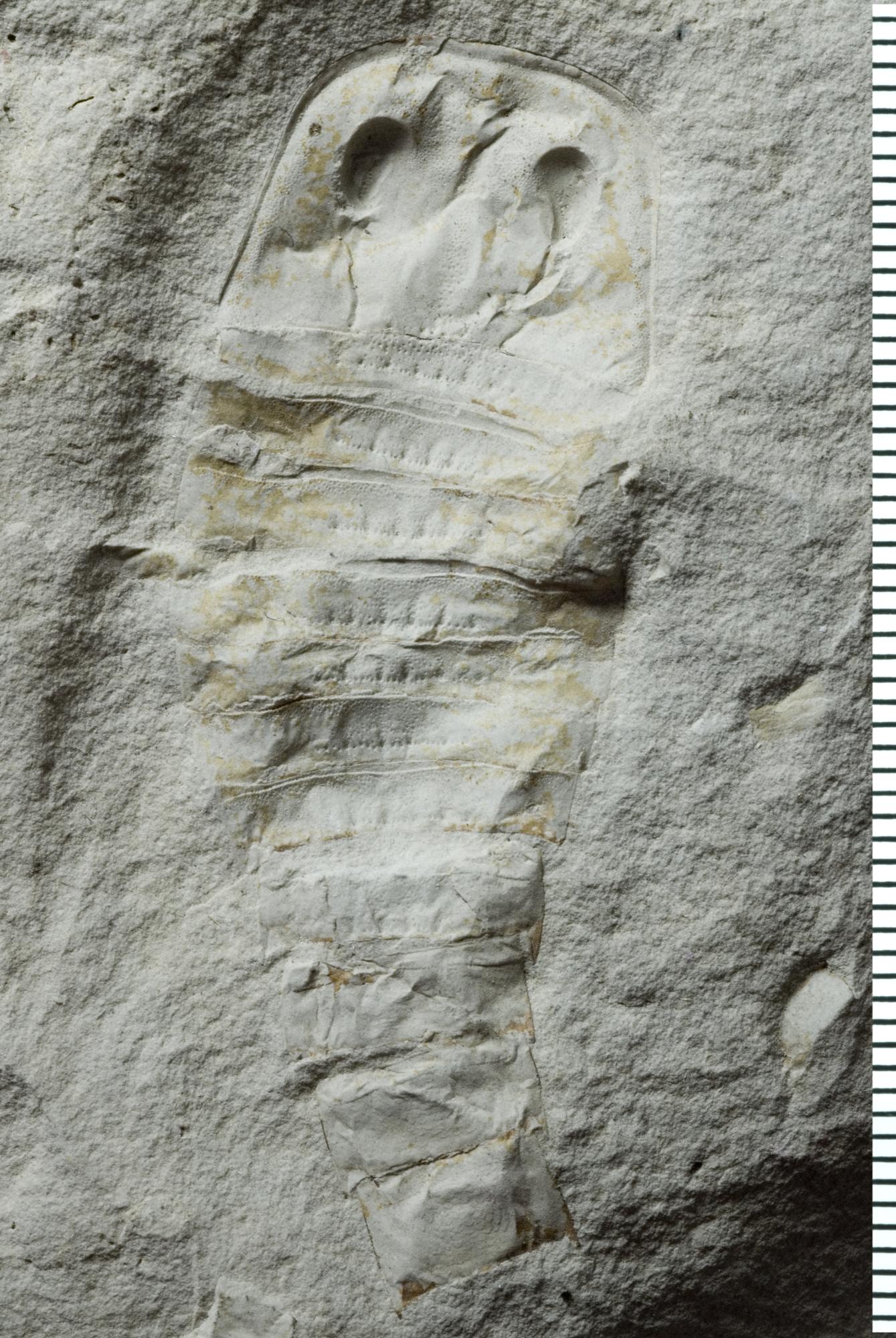 Eurypteridae | Fossiilid.info
