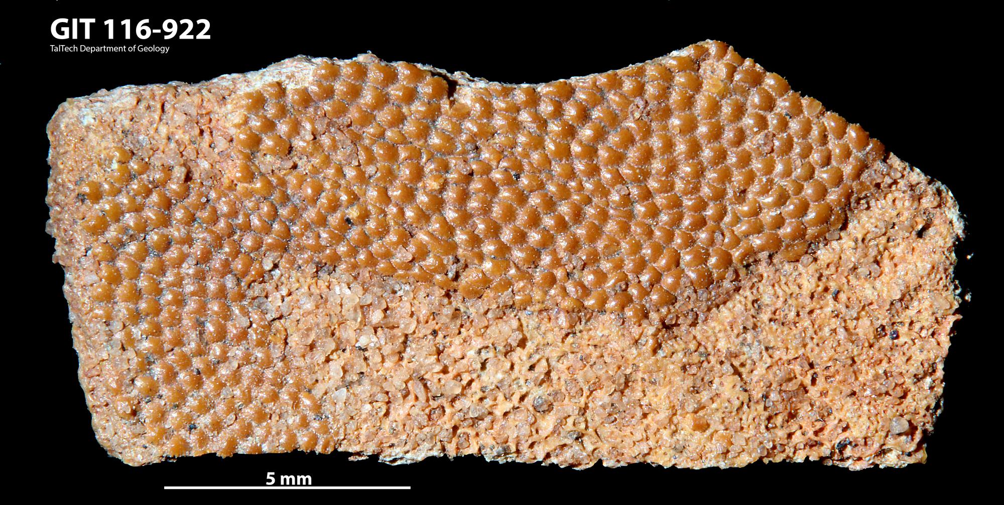 Heterostraci | Fossiilid.info