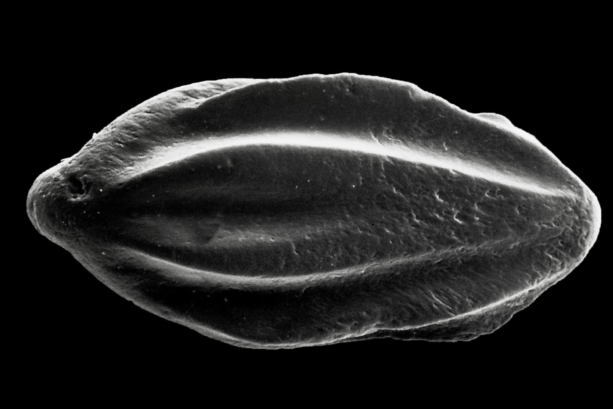 Loganelliidae | Fossiilid.info