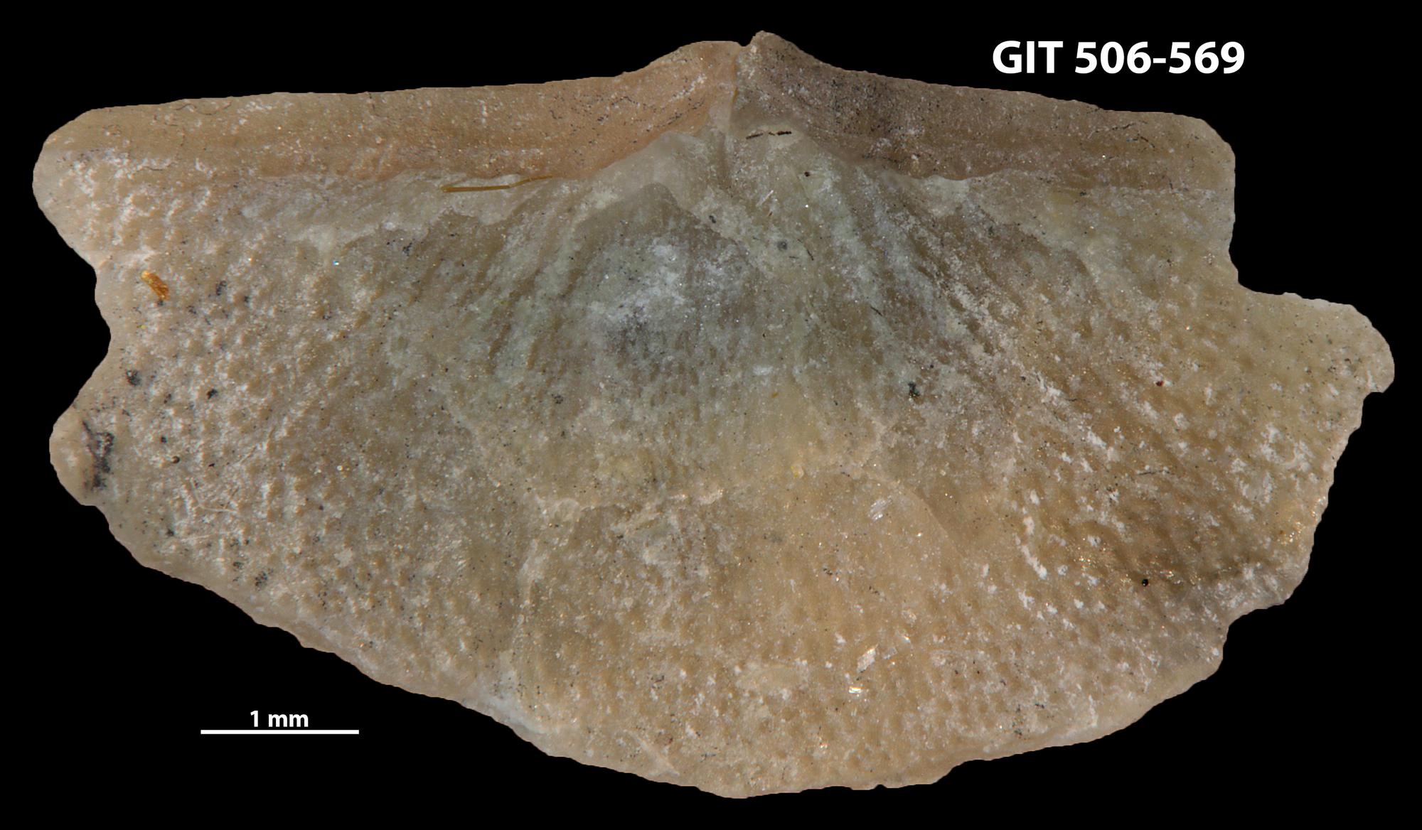 Eoplectodonta (Eoplectodonta) exceptionis | Fossiilid.info
