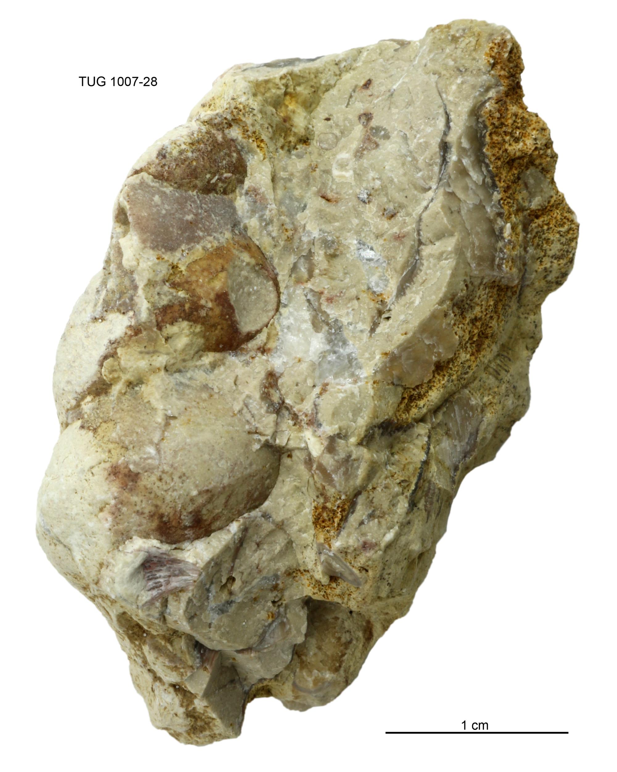 Hormotoma insignis | Fossiilid.info