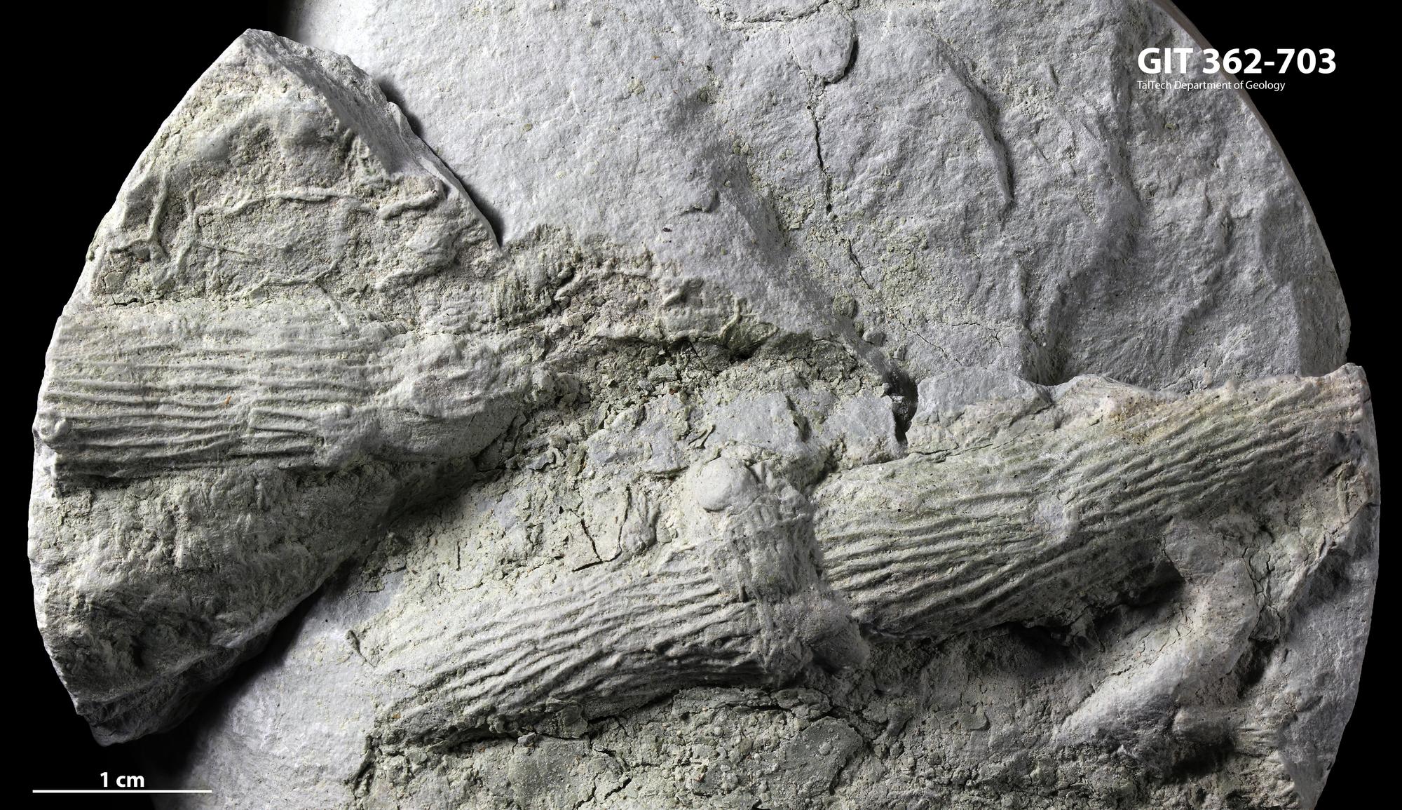 Palaeophycus | Fossiilid.info