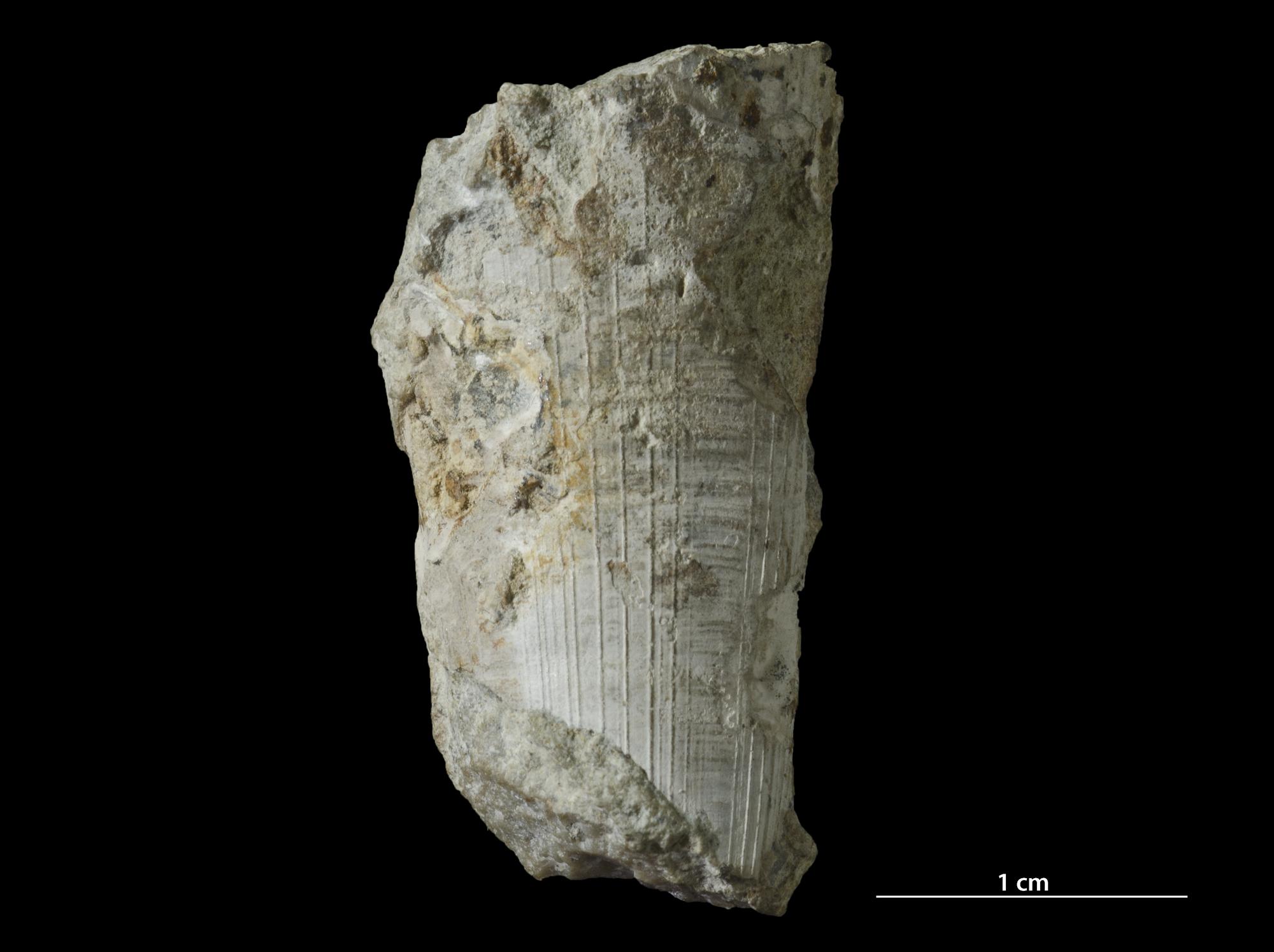 Hyolithes acutus | Fossiilid.info