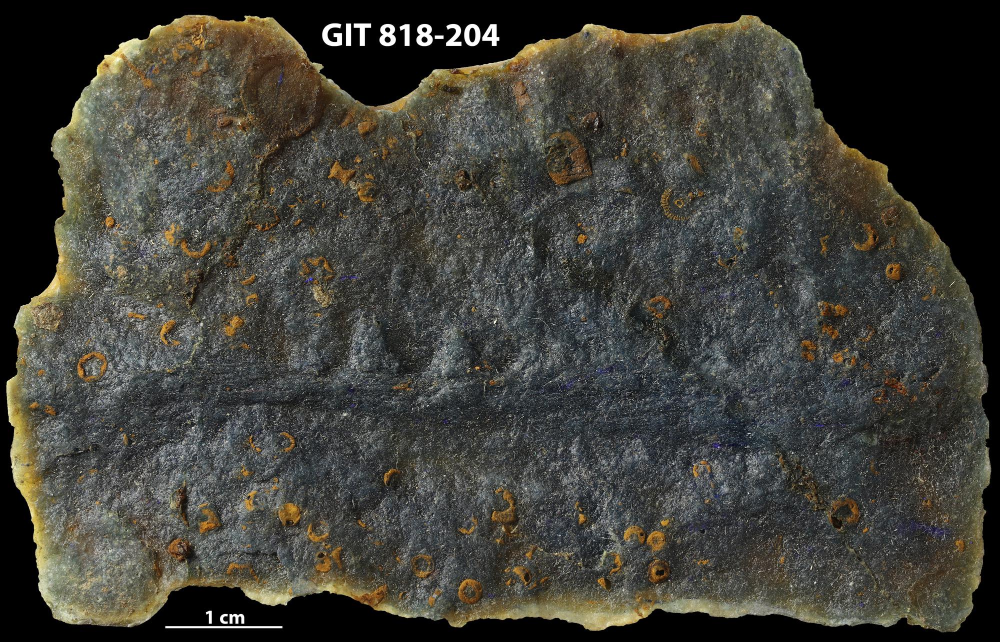 Acanthodii | Fossiilid.info