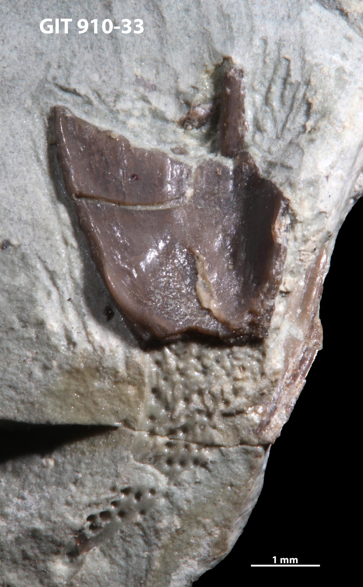 Ptyctodontida | Fossiilid.info