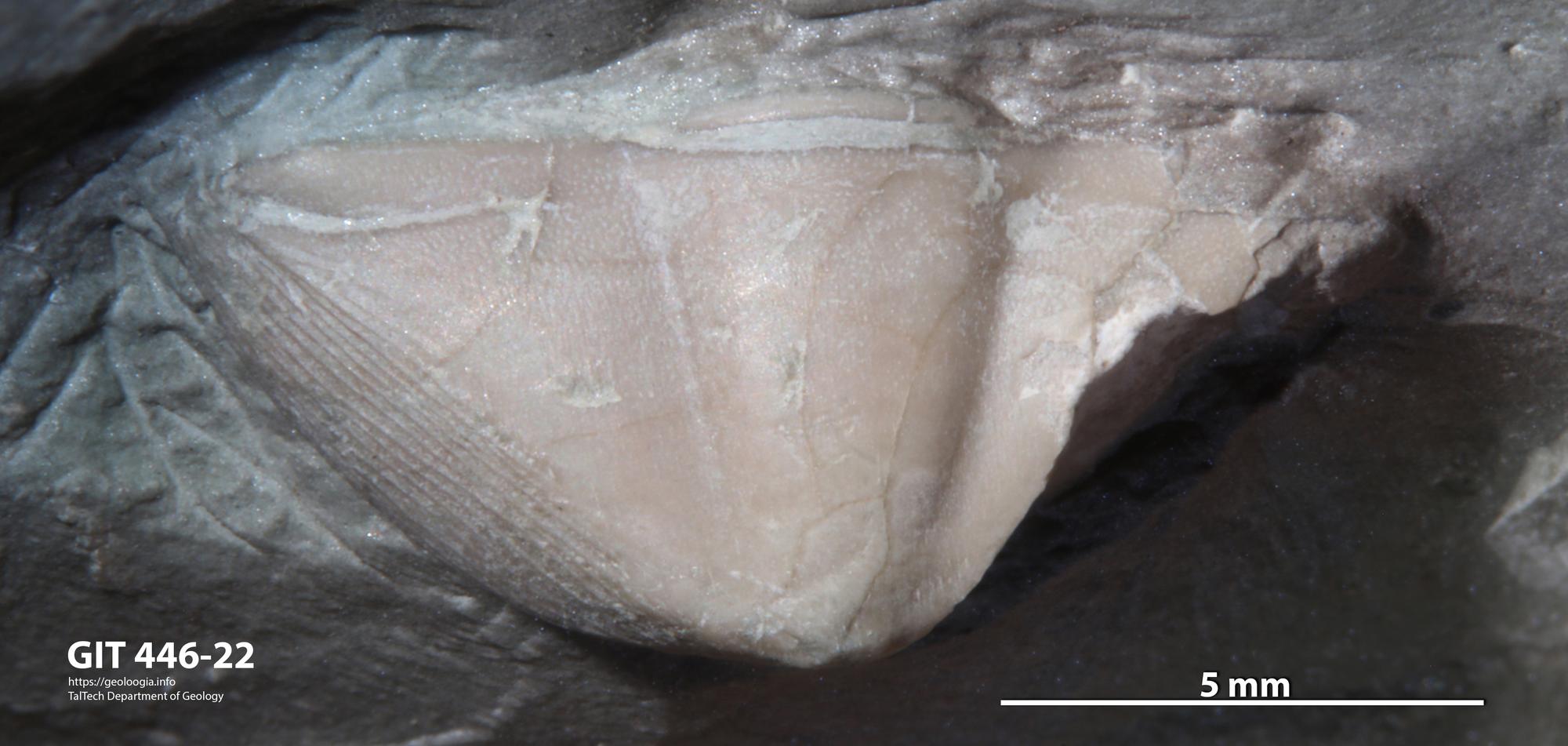 Ampyx nasuta | Fossiilid.info
