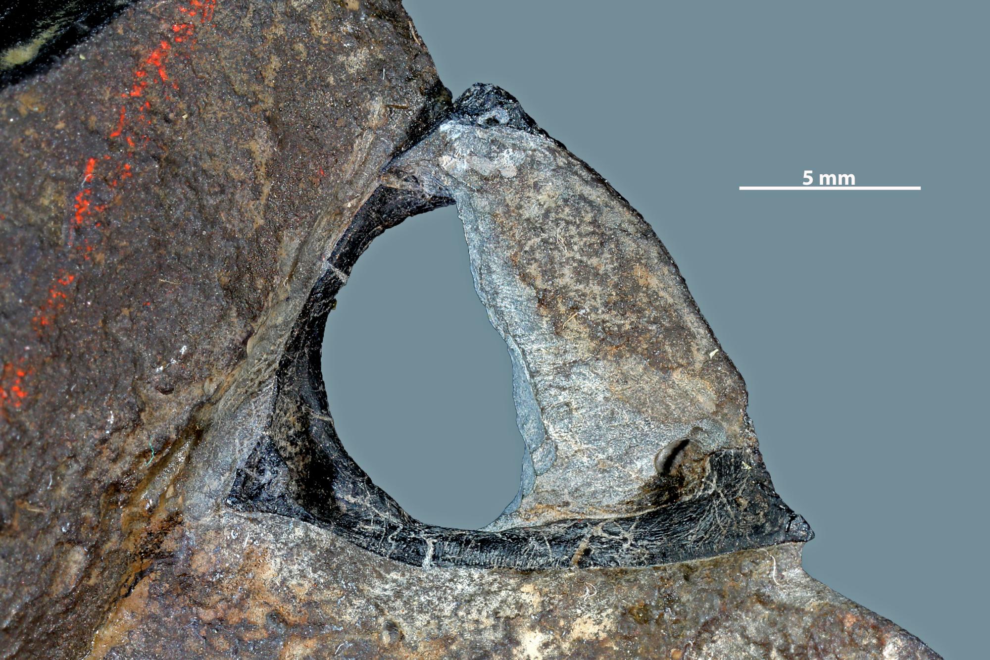 Ptyctodontida | Fossiilid.info