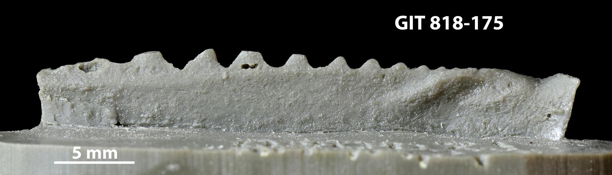 Acanthodii | Fossiilid.info