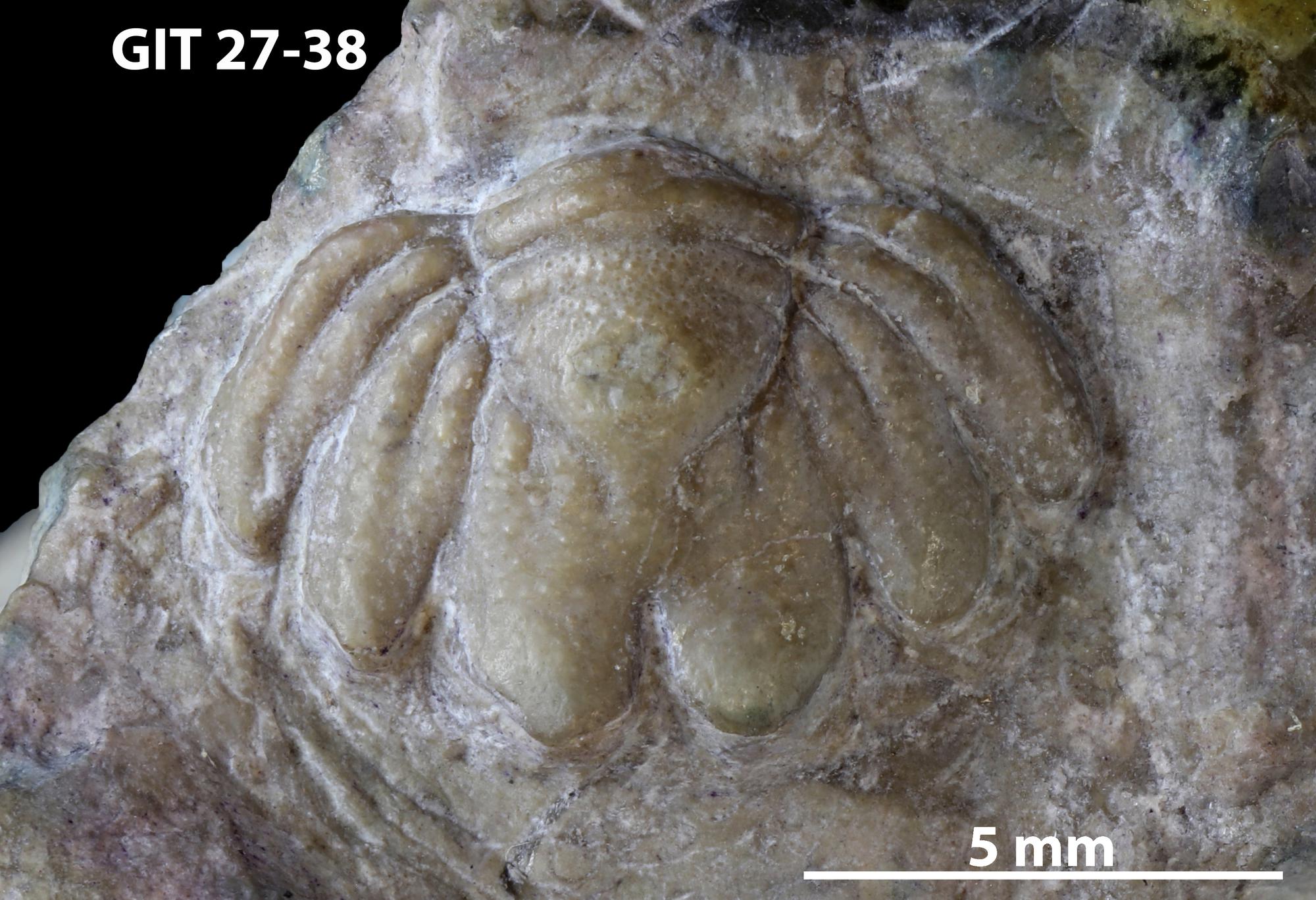 Amphilichas? hexadactylus | Fossiilid.info