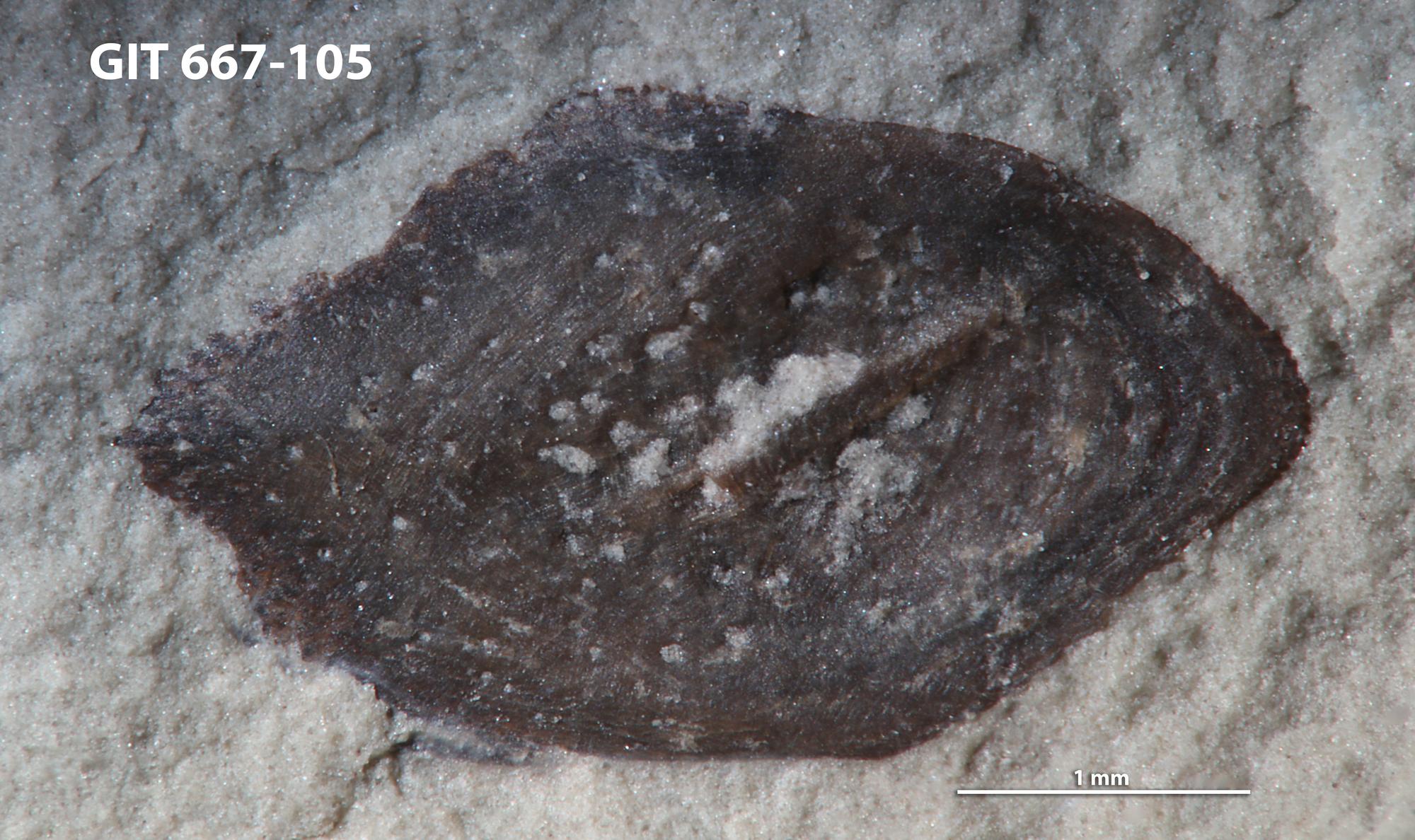 Osteolepiformes | Fossiilid.info