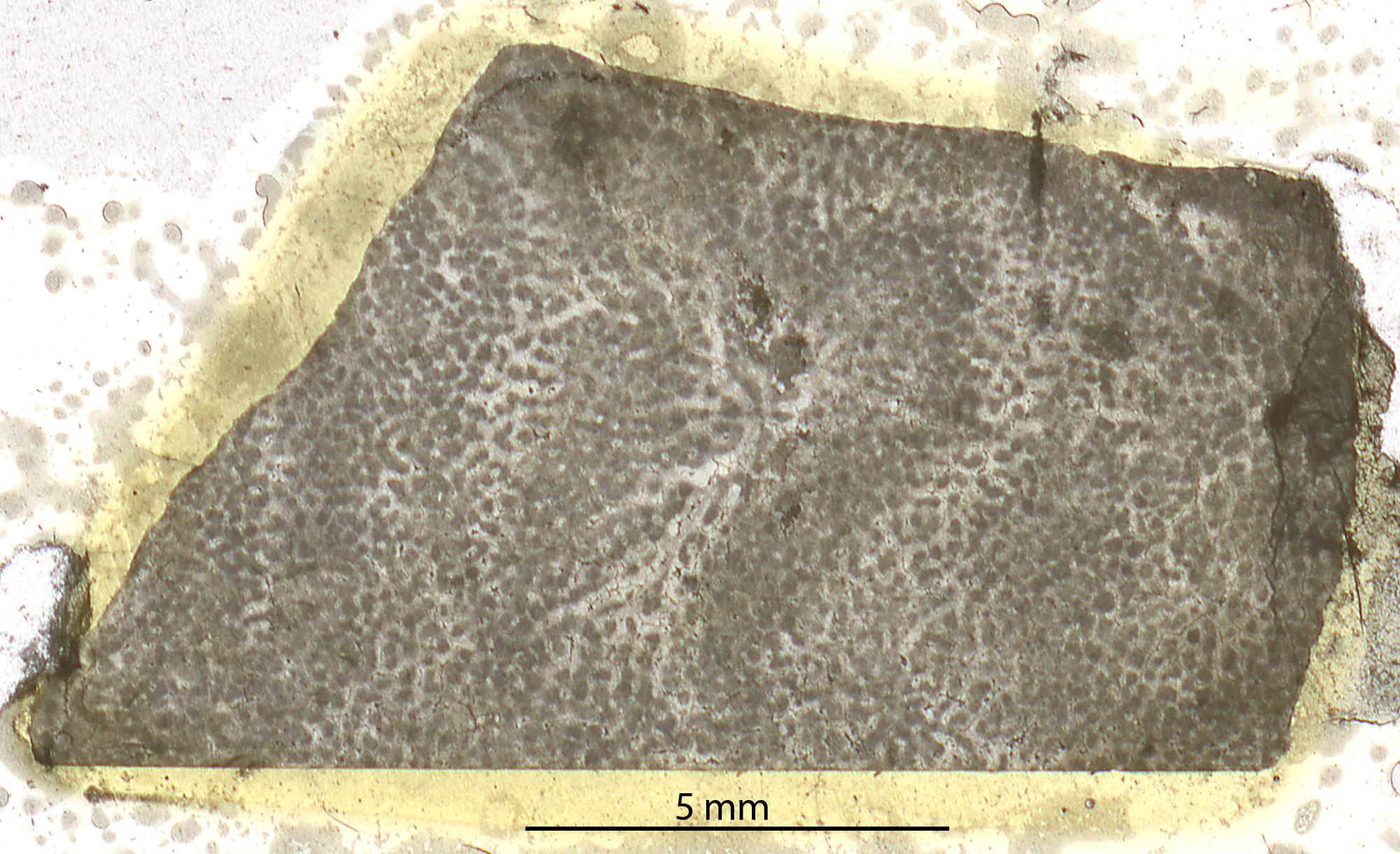 Stromatopora obrutschevi | fossiilid.info