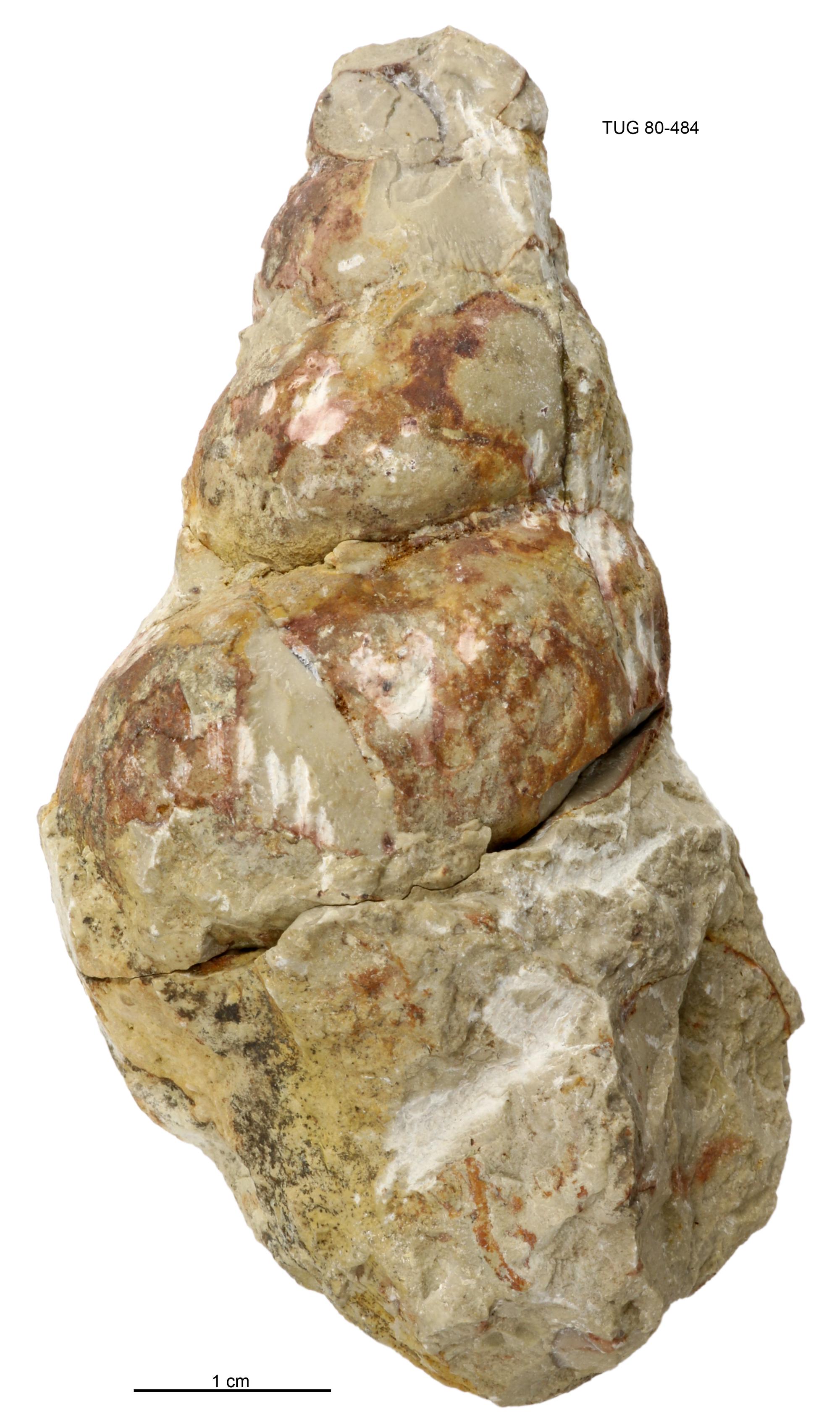 Hormotoma insignis | Fossiilid.info