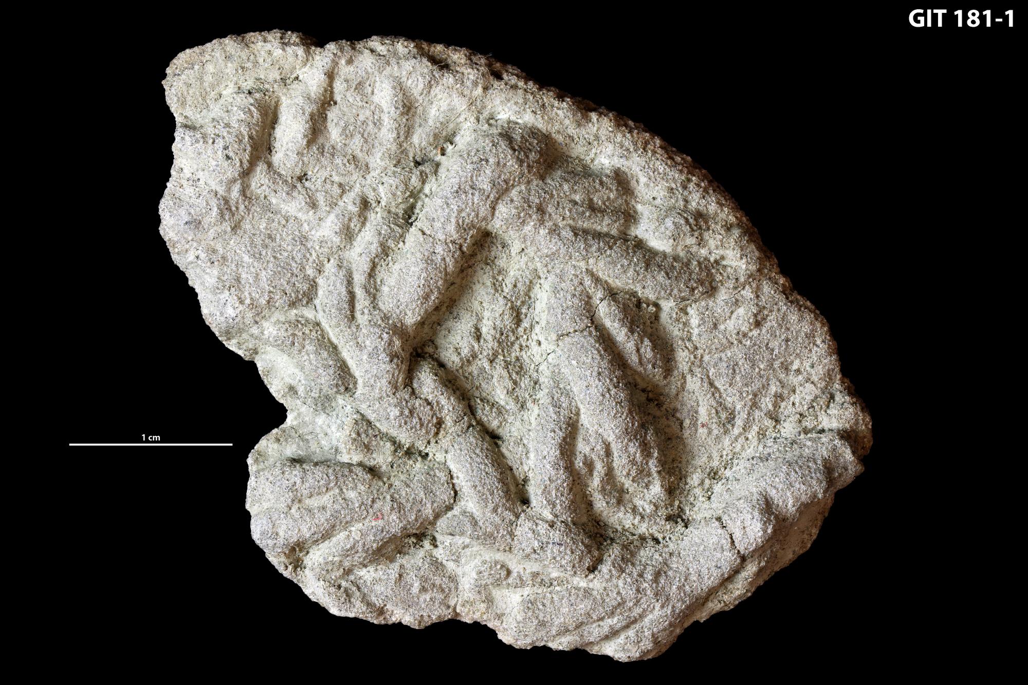 Ichnofossils | Fossiilid.info