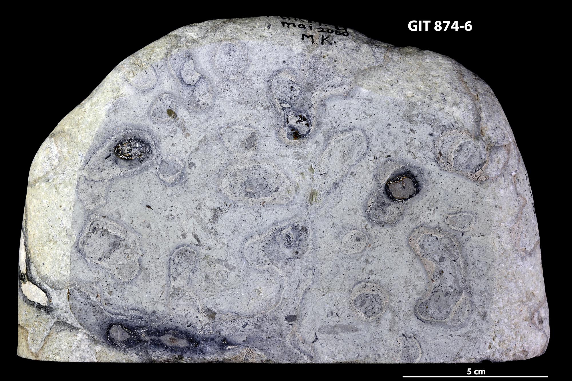 Arenicolites | Fossiilid.info