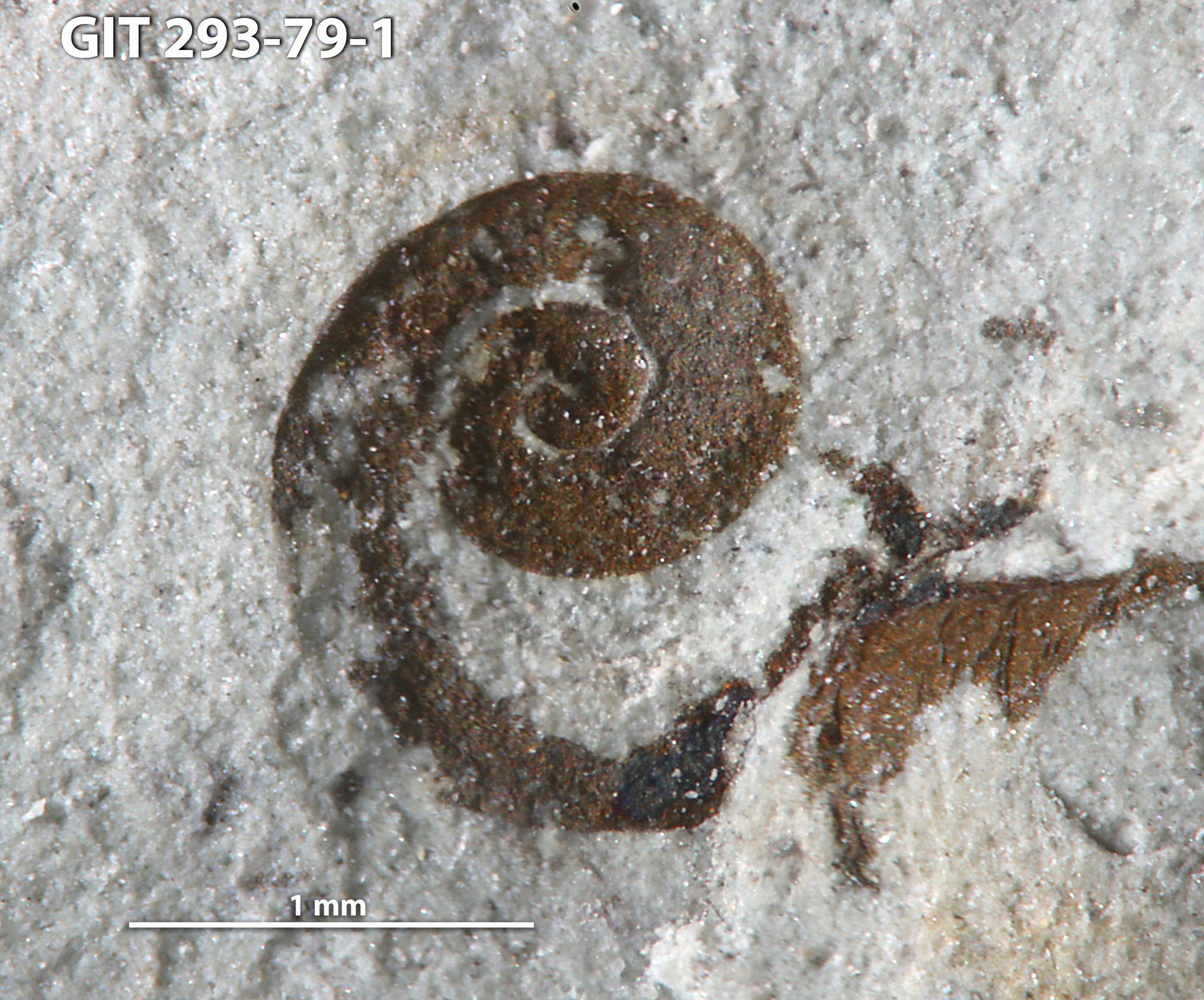 Helcionelloida | Fossiilid.info