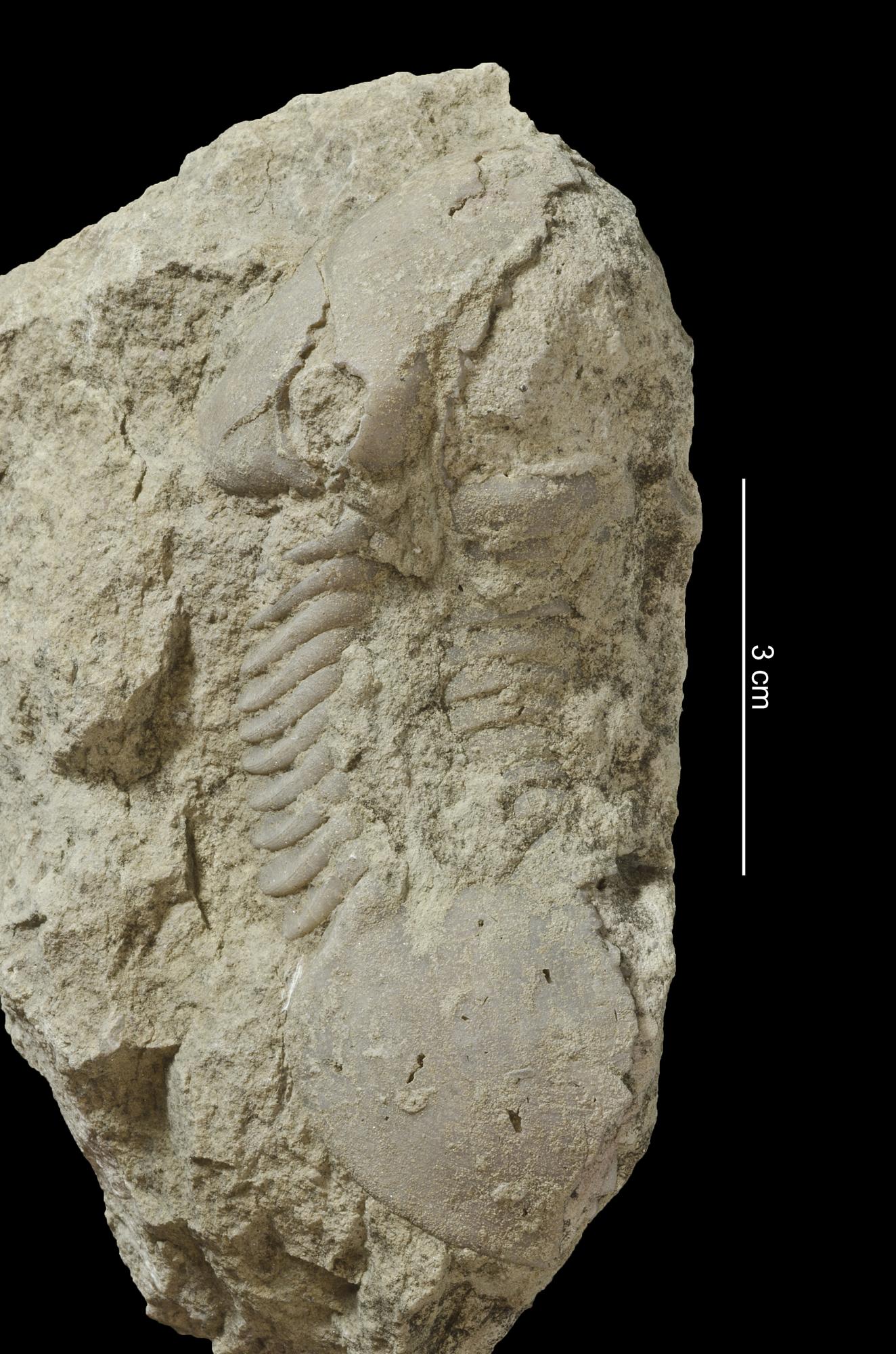 Illaenus atavus | fossiilid.info