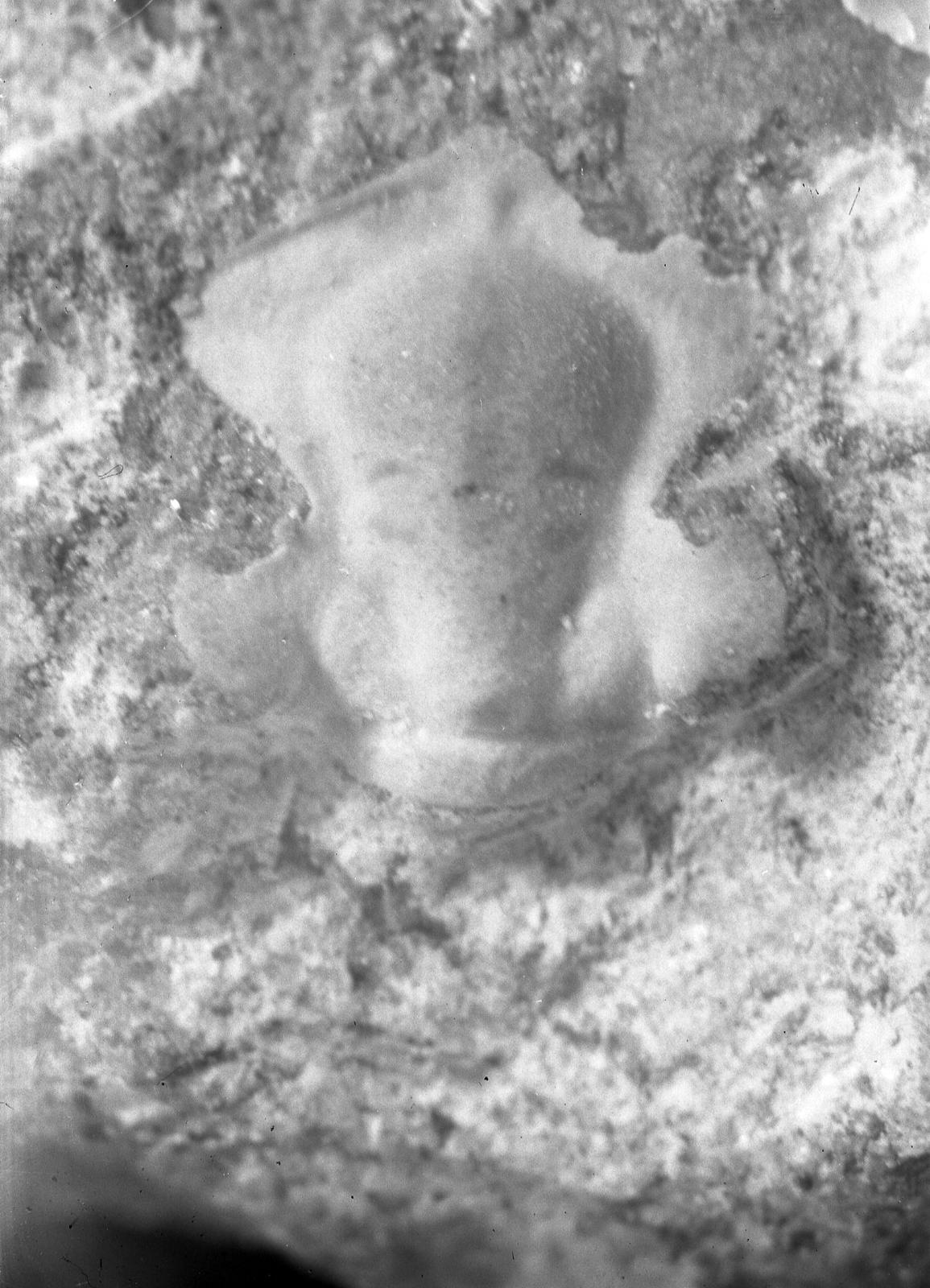 Basilicus | Fossiilid.info